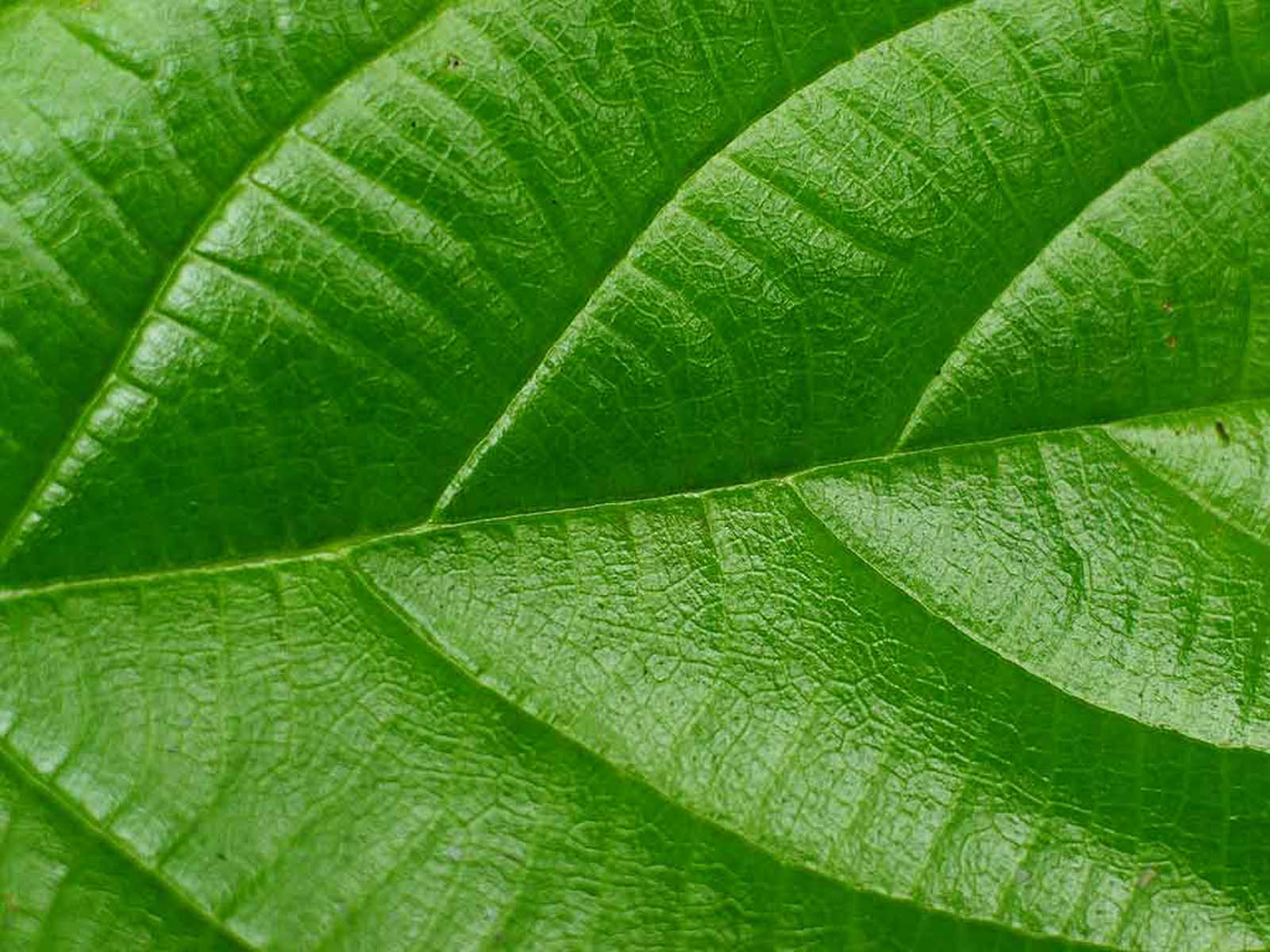 Leaf Desktop Wallpapers - Wallpaper Cave