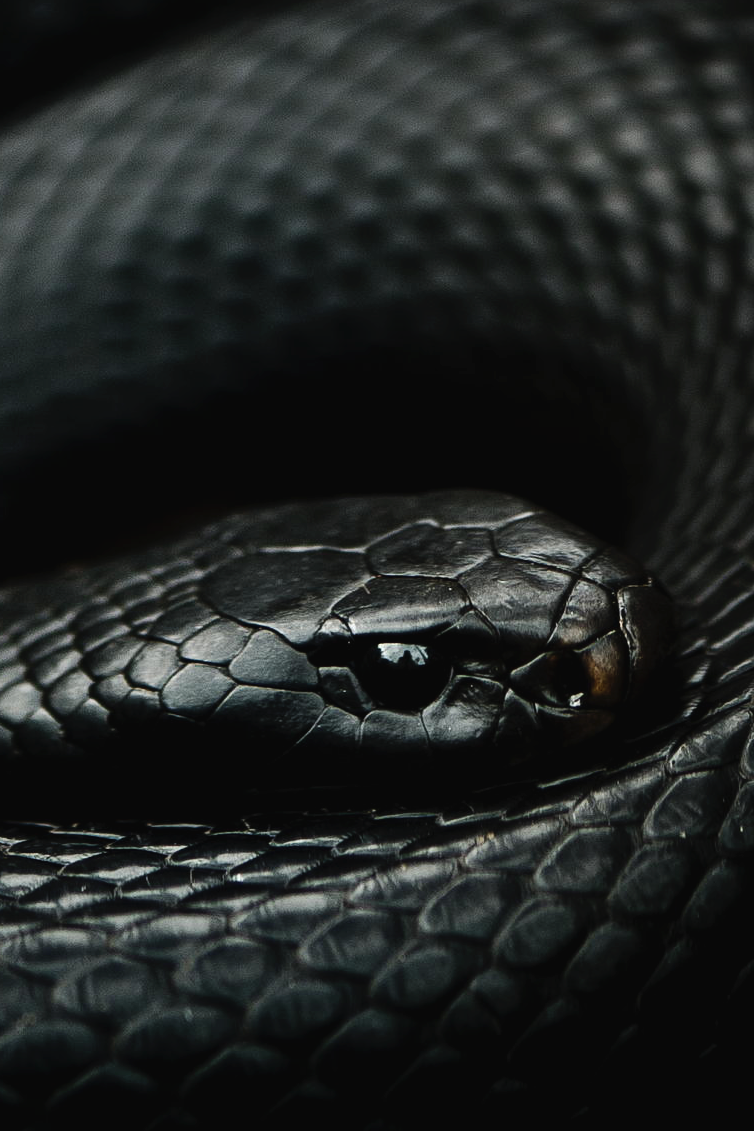 Black Racer Wallpapers - Wallpaper Cave