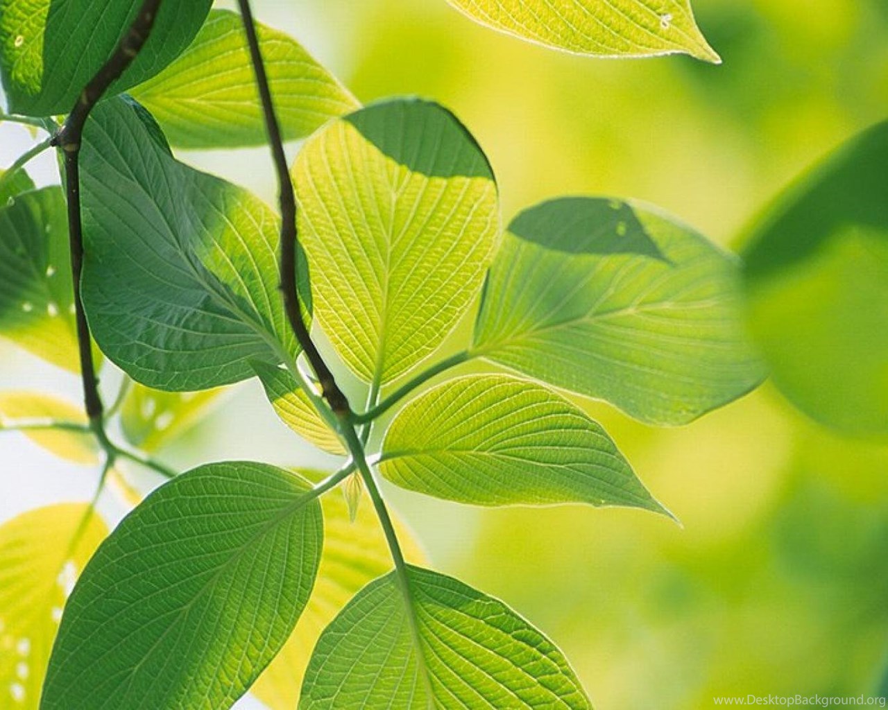 Tea Leaves Wallpapers - Wallpaper Cave