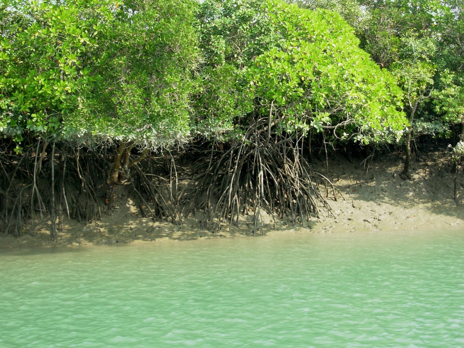 Sundarbans Wallpapers - Wallpaper Cave