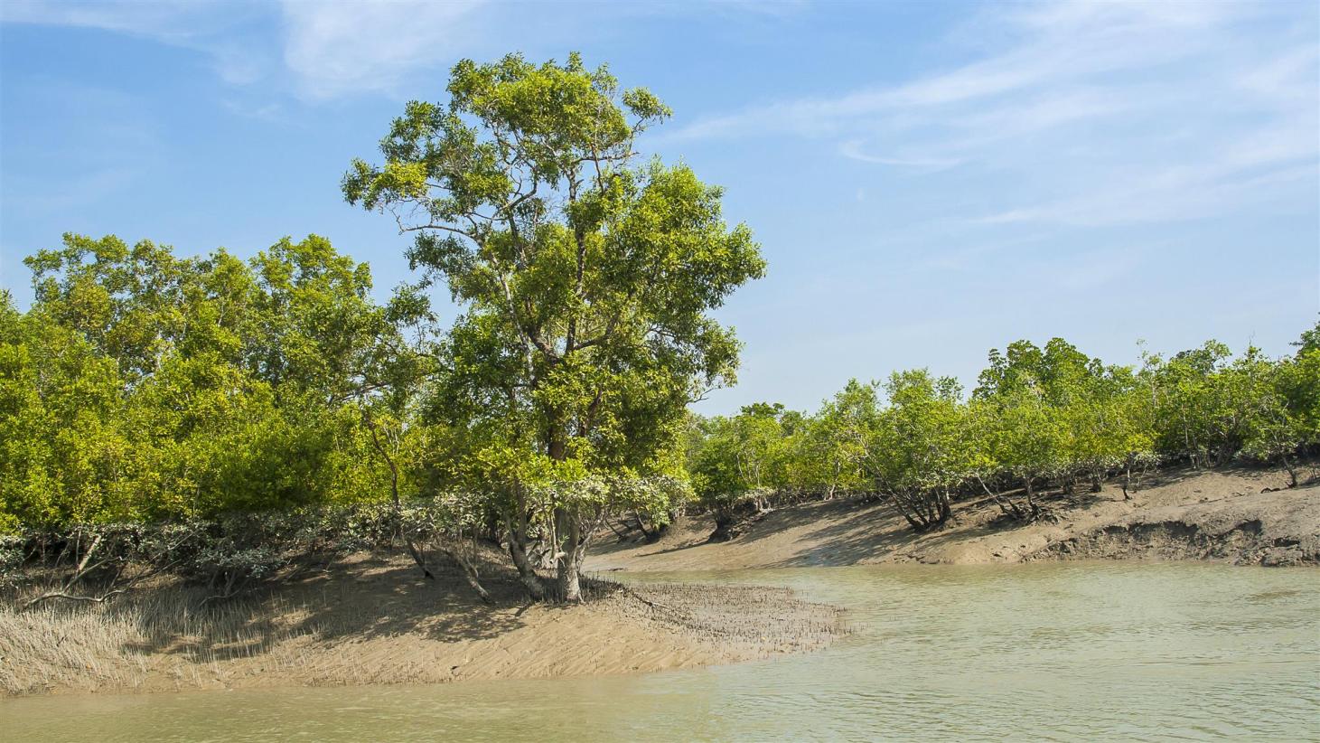 Sundarbans Wallpapers - Wallpaper Cave
