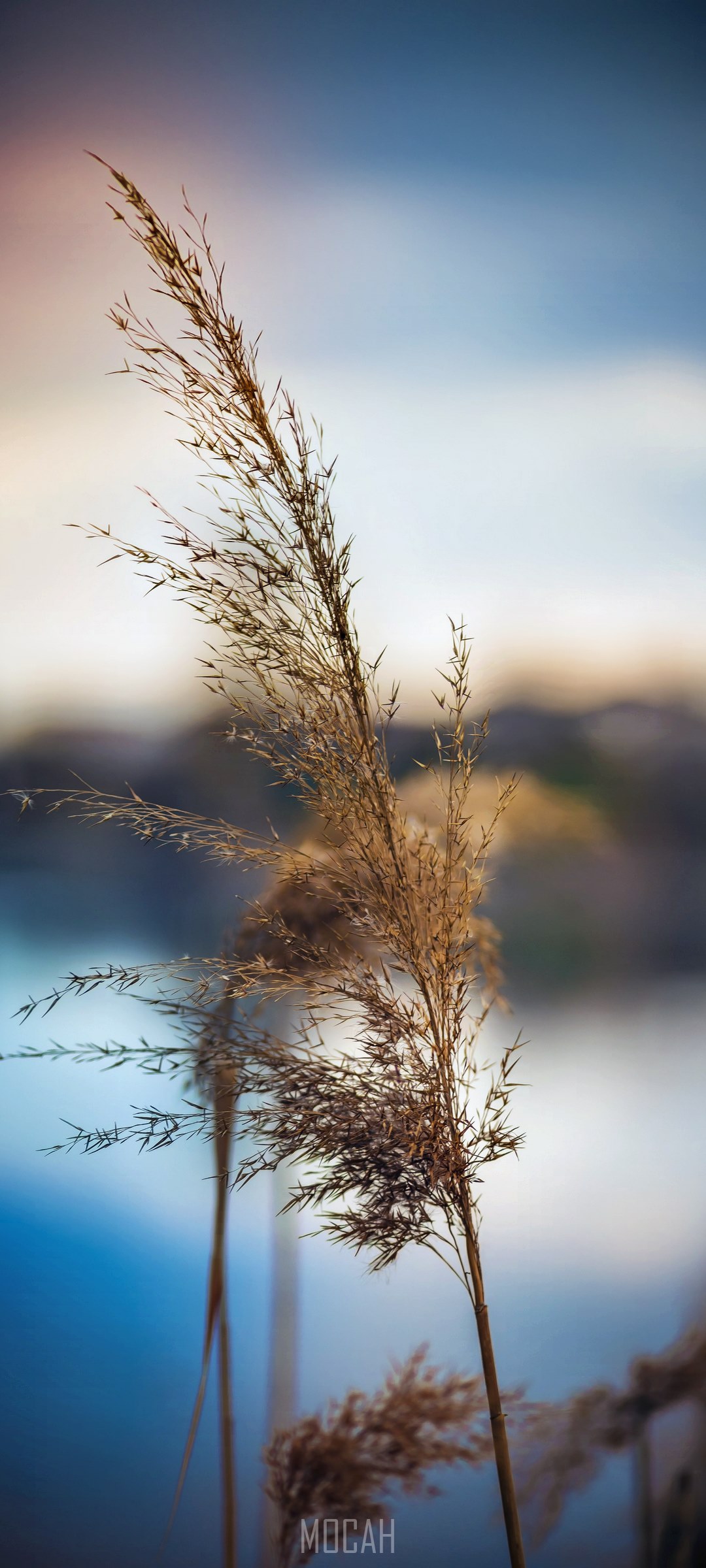 Oppo Reno 7 Wallpapers - Wallpaper Cave