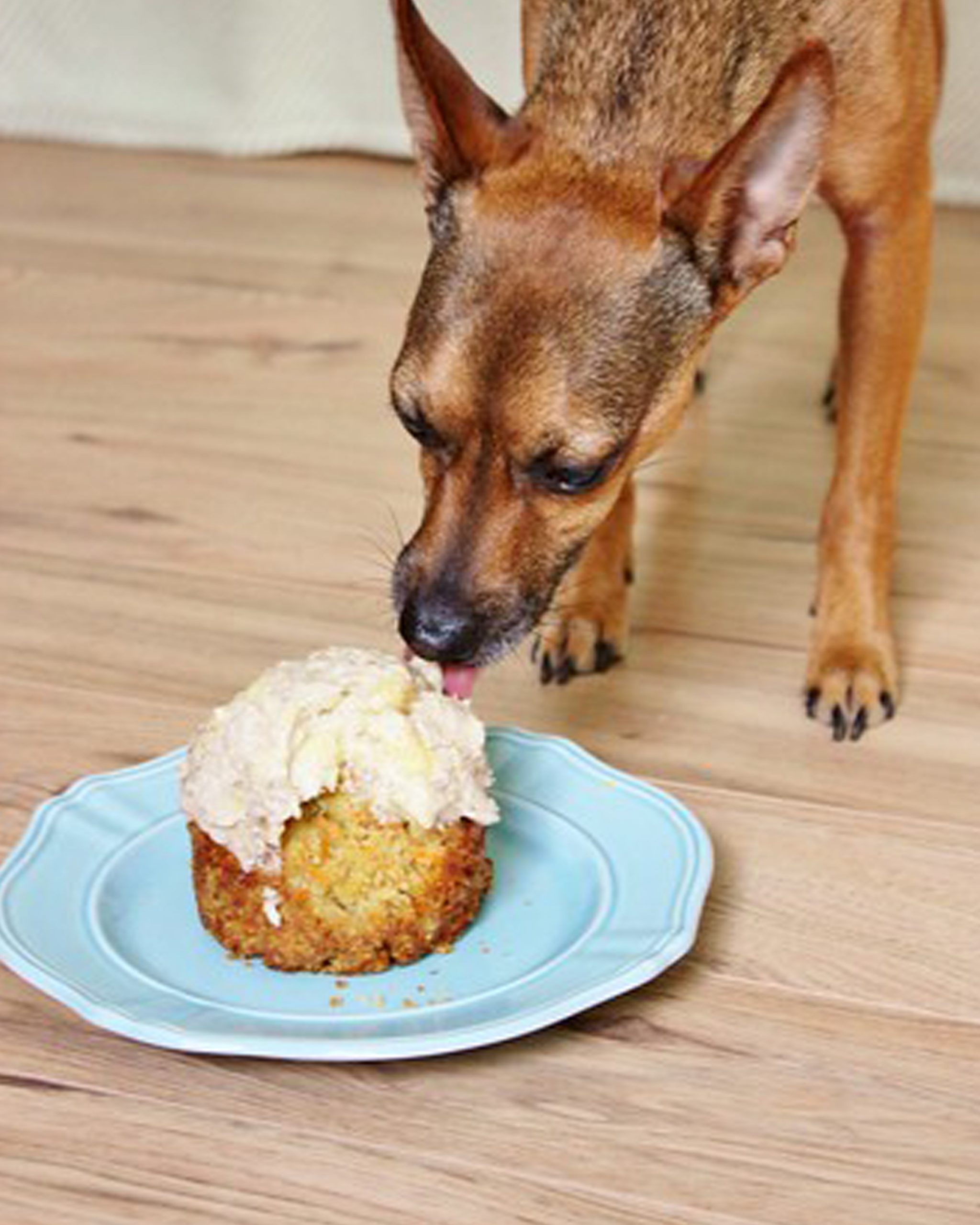Dog Cake Wallpapers - Wallpaper Cave