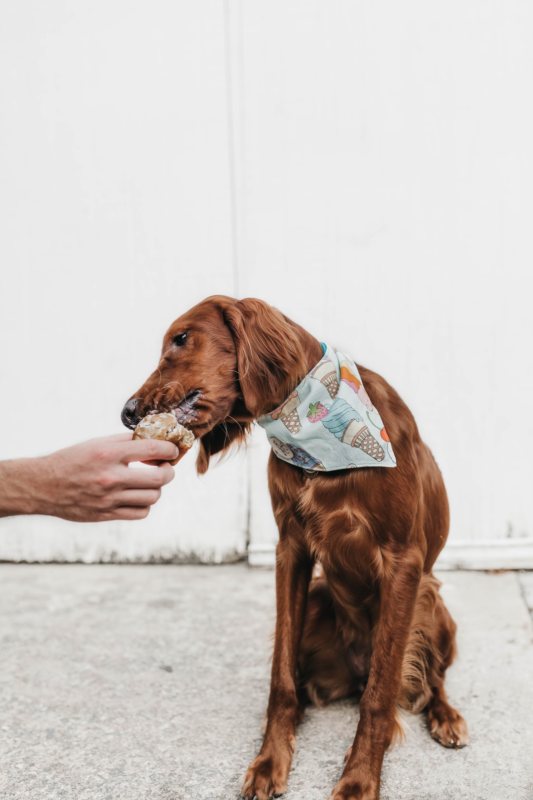 Dog Cake Wallpapers - Wallpaper Cave