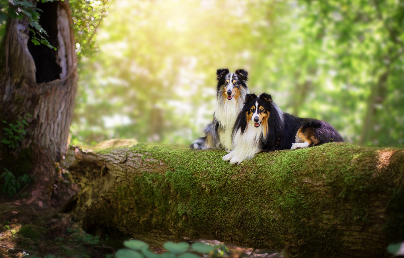 Summer Puppy Wallpapers - Wallpaper Cave
