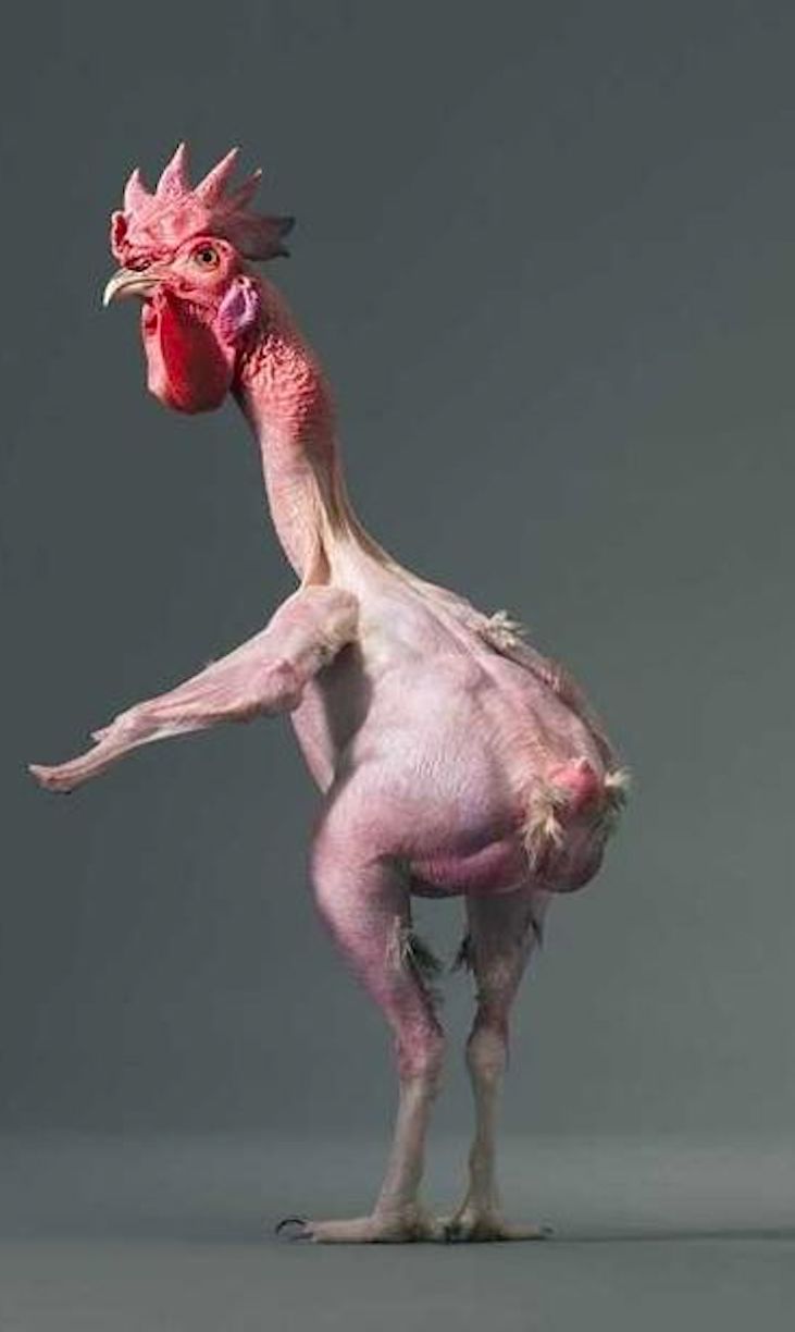 Funny Chicken Wallpapers Wallpaper Cave