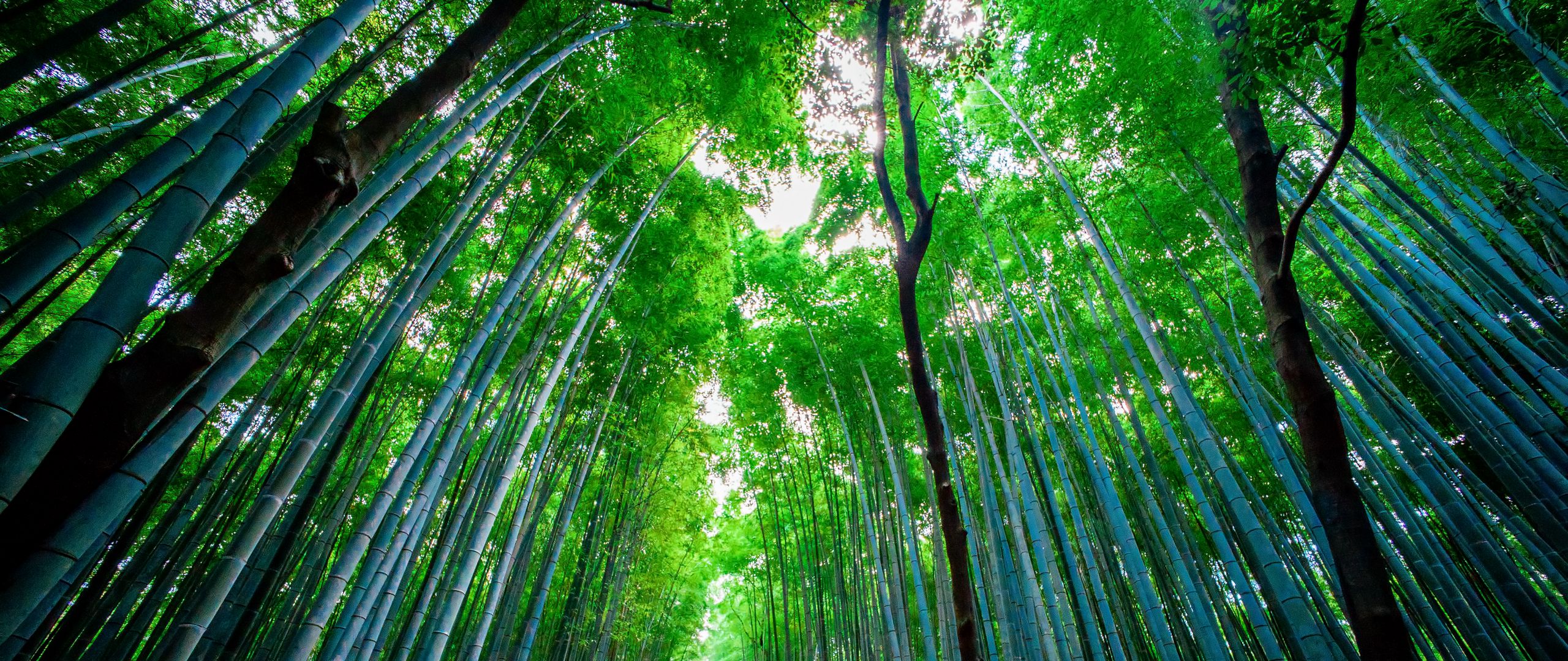 Bamboo Trees Forest HD Wallpapers - Wallpaper Cave