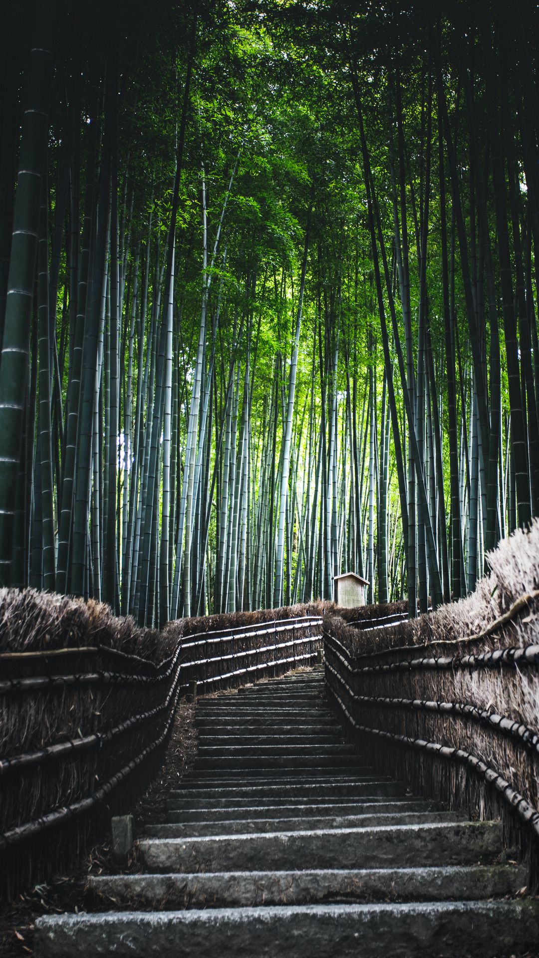 Bamboo Trees Forest HD Wallpapers - Wallpaper Cave