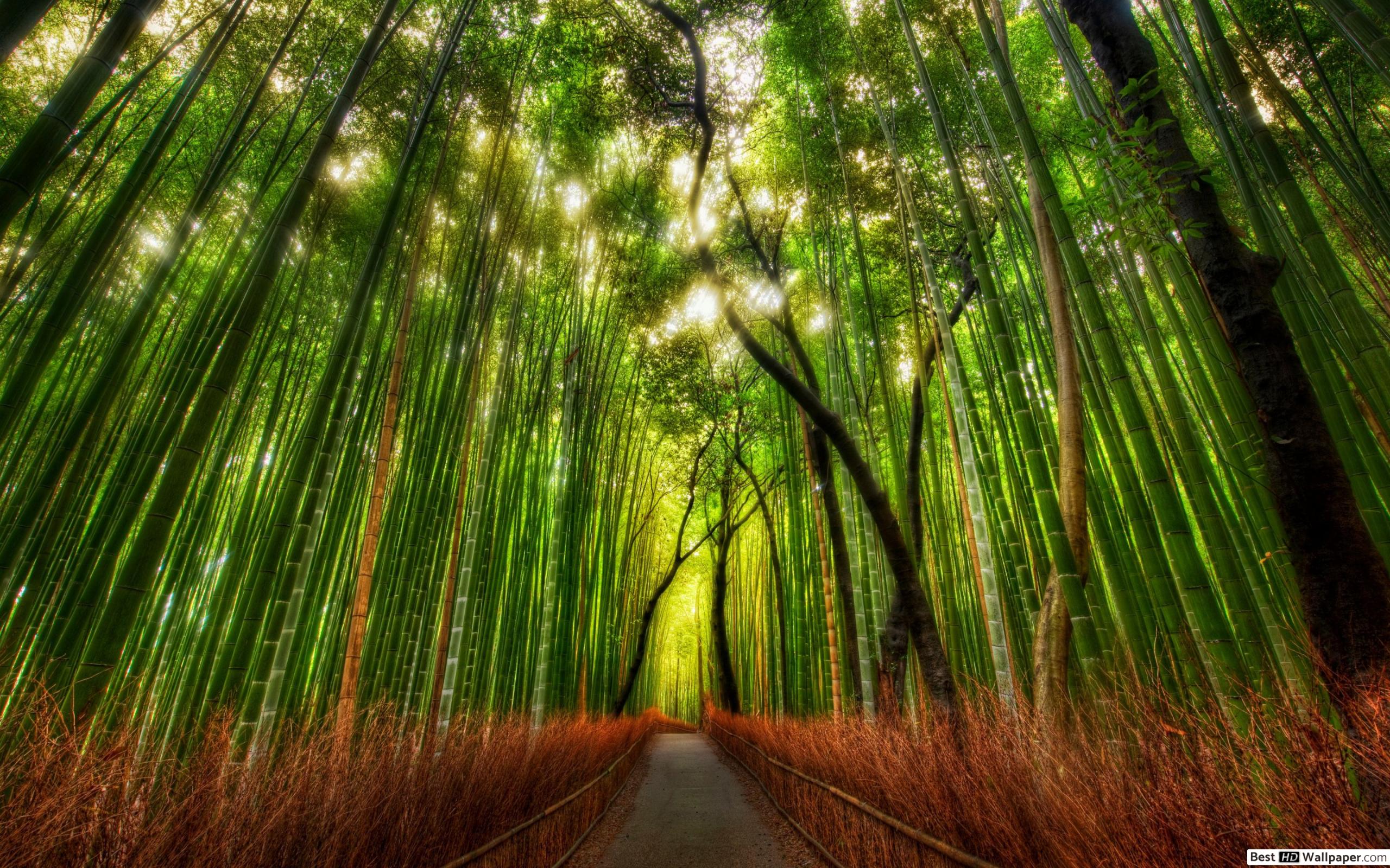 Bamboo Trees Forest HD Wallpapers - Wallpaper Cave