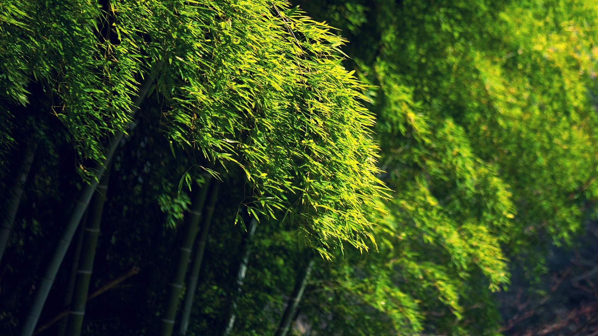 Bamboo Trees Forest HD Wallpapers - Wallpaper Cave