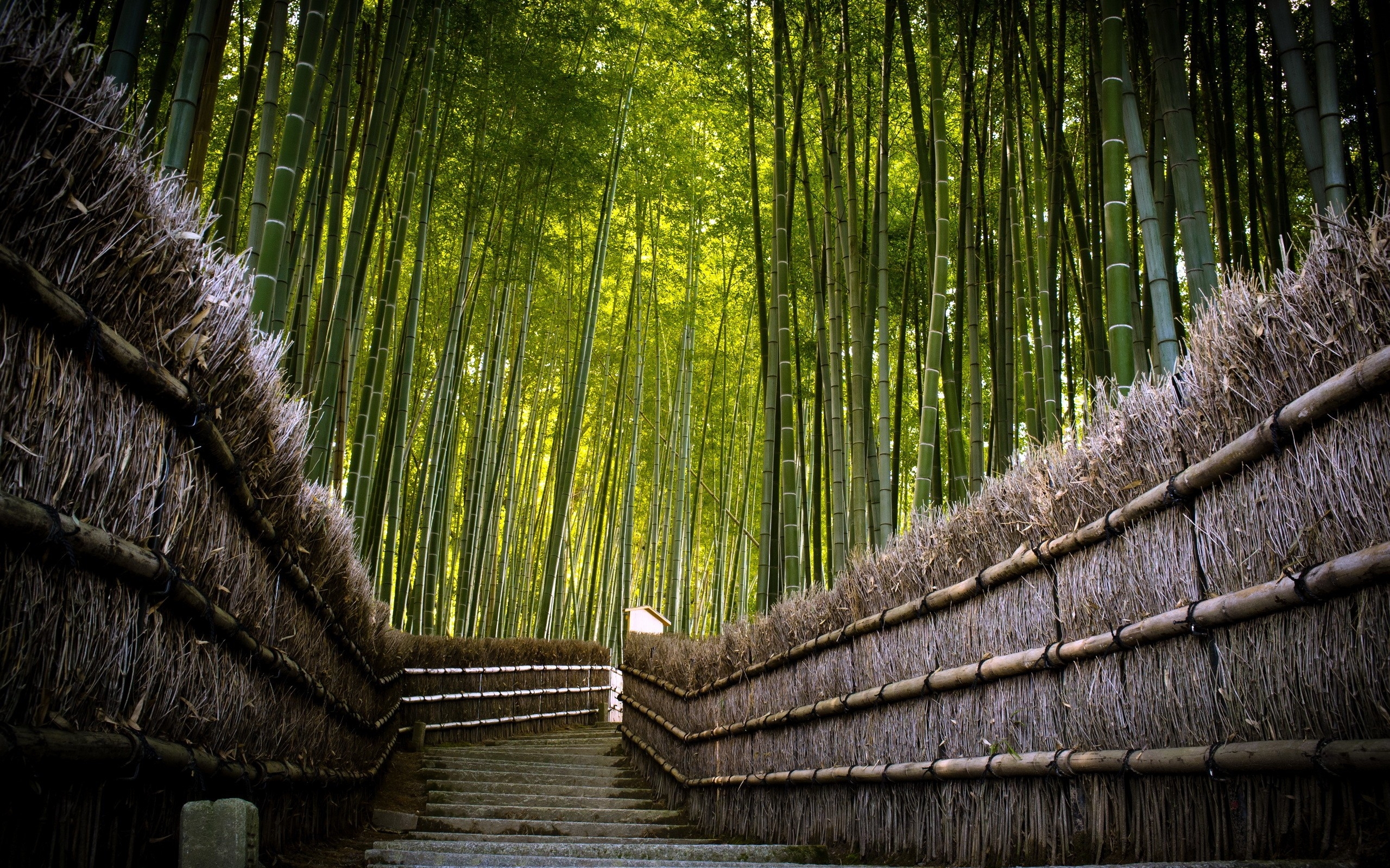 Bamboo Trees Forest HD Wallpapers - Wallpaper Cave