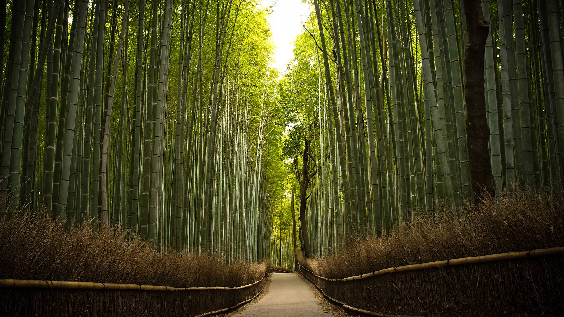 Bamboo Trees Forest HD Wallpapers - Wallpaper Cave