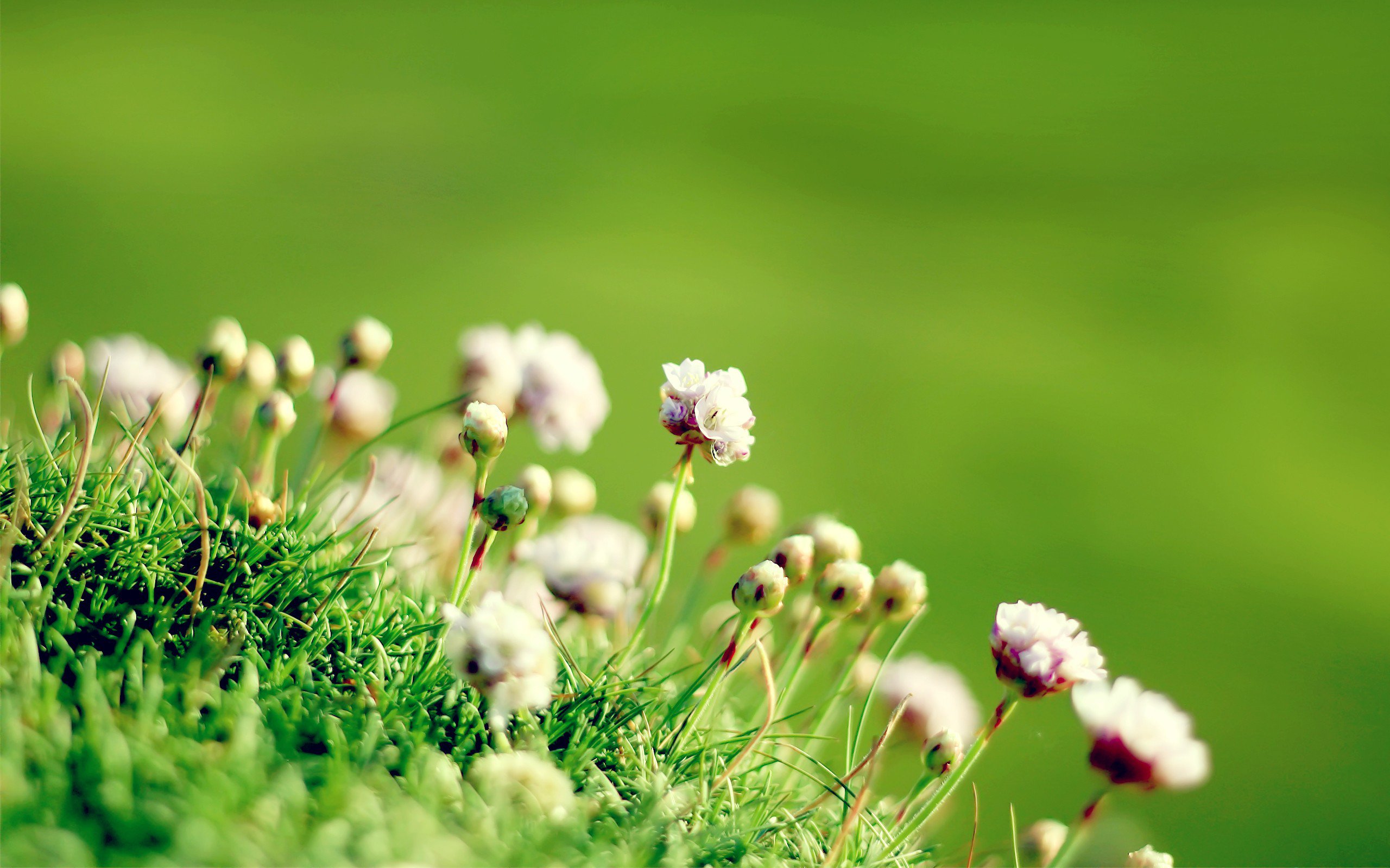 Green Valley Wallpapers - Wallpaper Cave