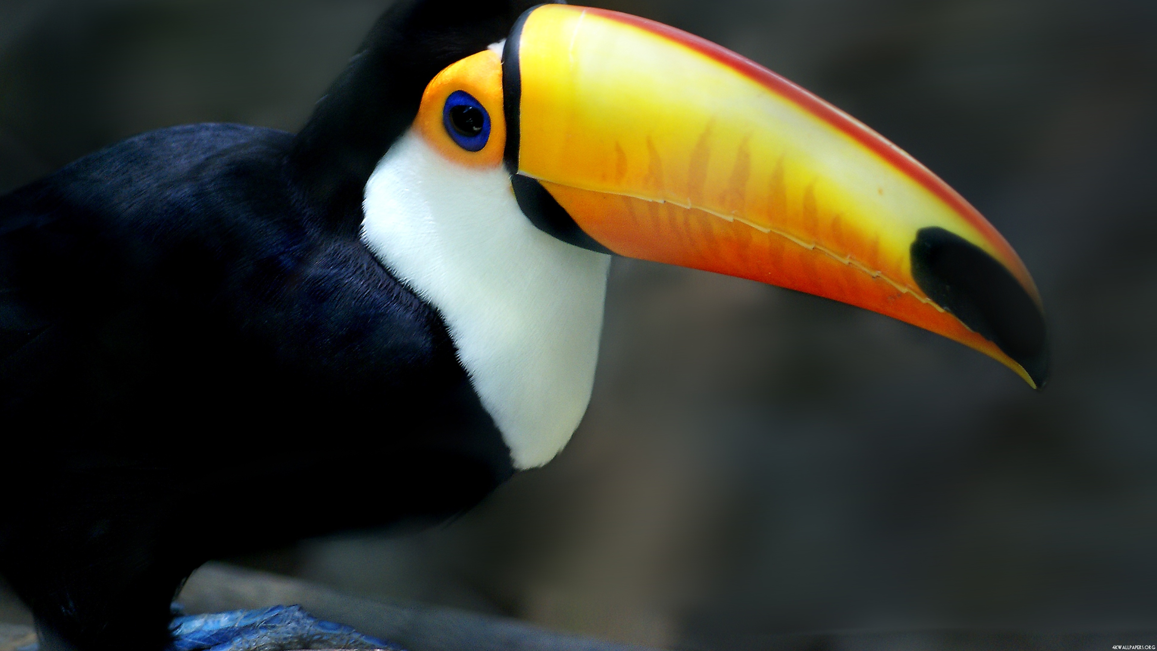 Tucano Wallpapers - Wallpaper Cave
