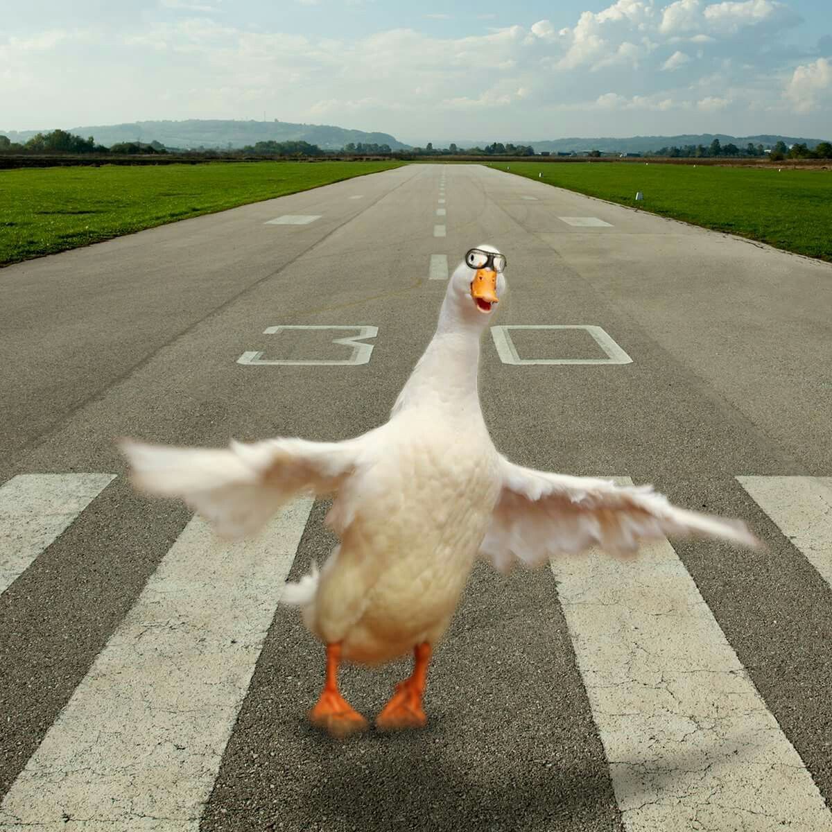 Aflac Wallpapers - Wallpaper Cave