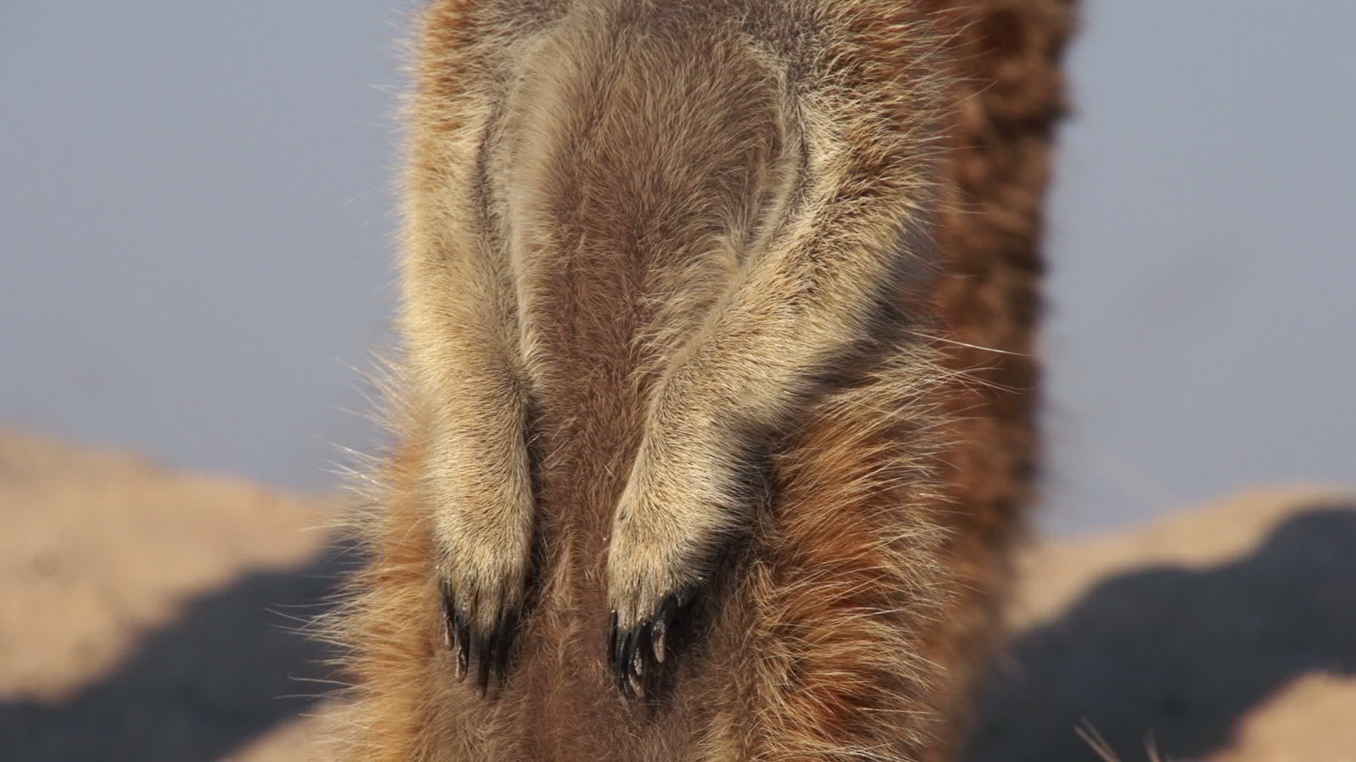 Retractable Claws Wallpapers - Wallpaper Cave