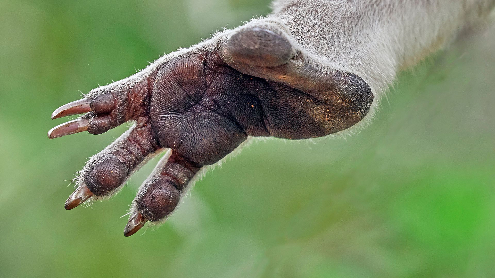 Retractable Claws Wallpapers - Wallpaper Cave