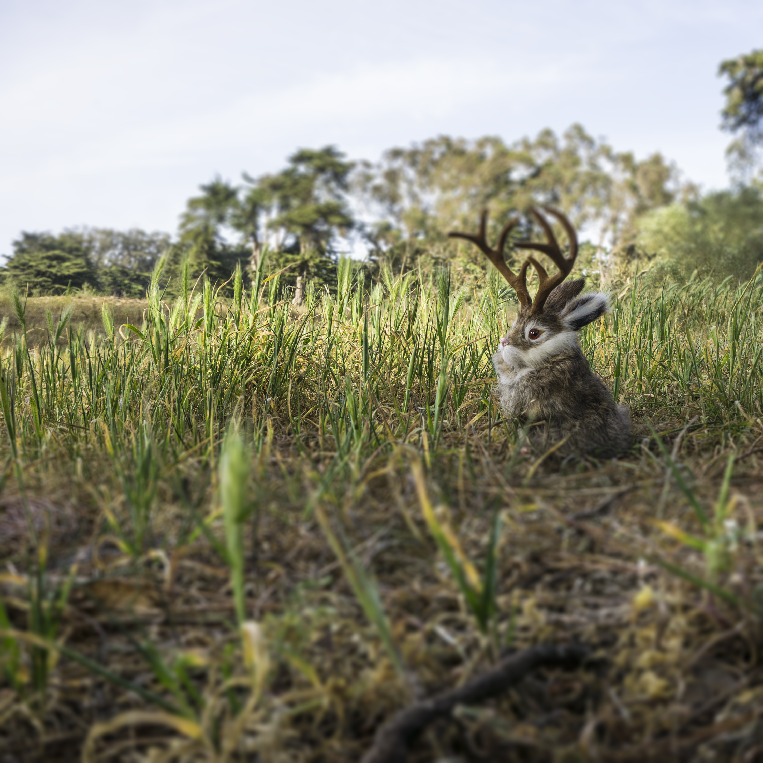 Jackalope Wallpapers - Wallpaper Cave