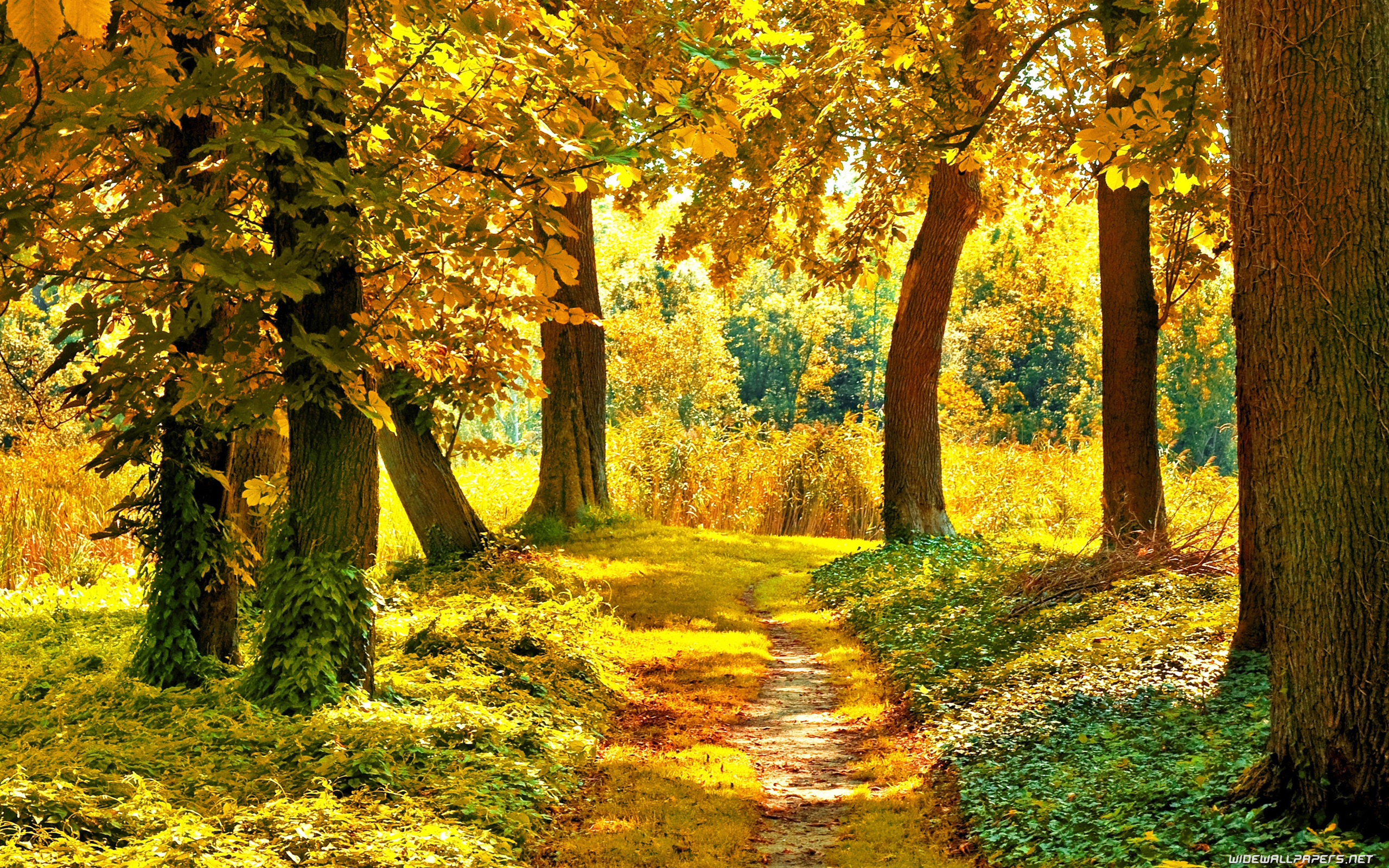 Gold Autumn Wallpapers - Wallpaper Cave