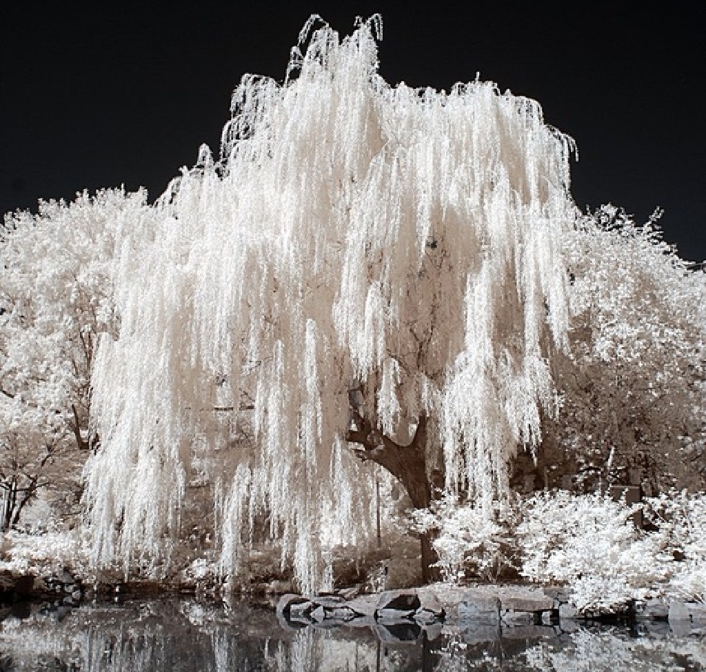 Weeping Willow Trees Wallpapers - Wallpaper Cave