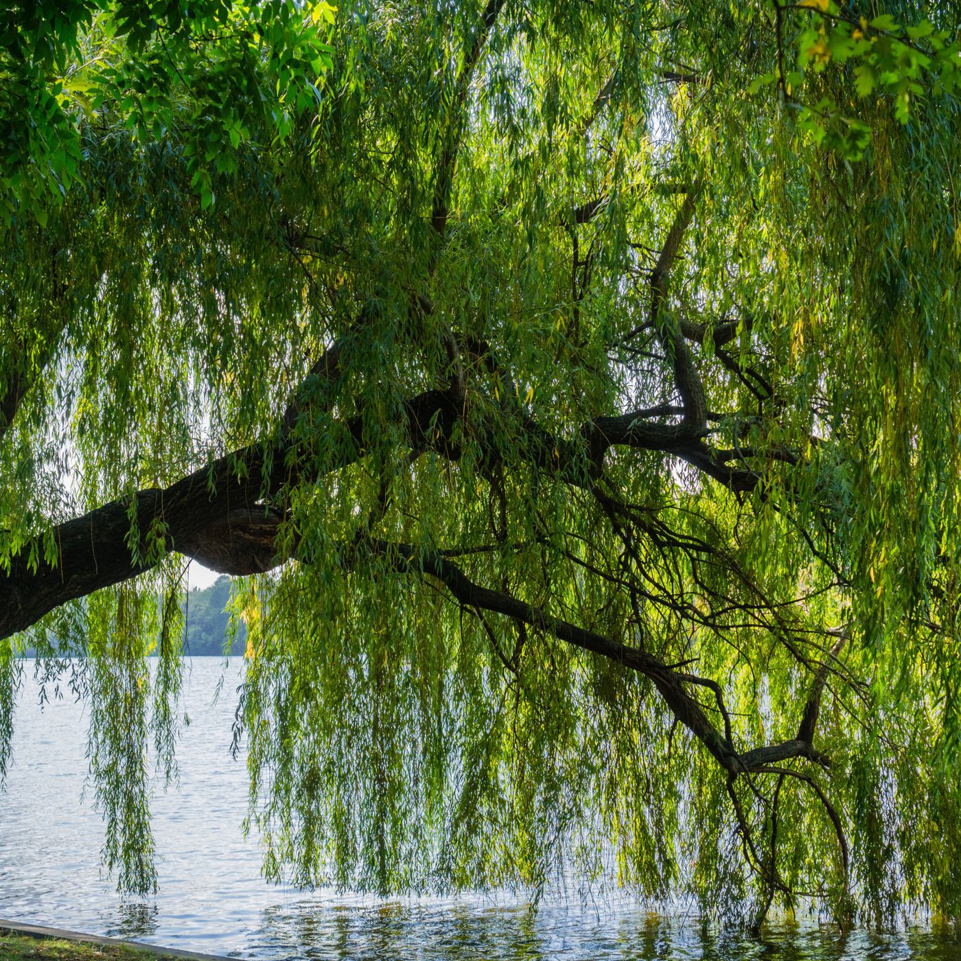 Weeping Willow Trees Wallpapers - Wallpaper Cave