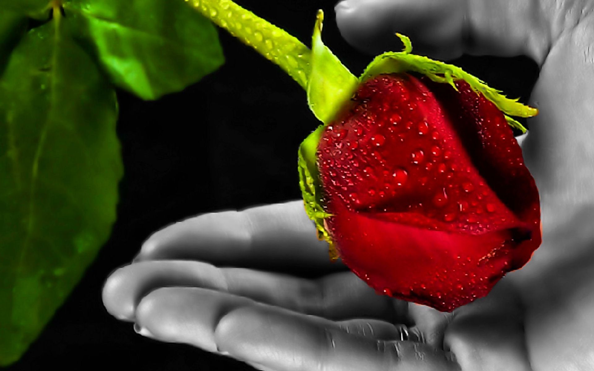 Rose In Hand Wallpapers - Wallpaper Cave