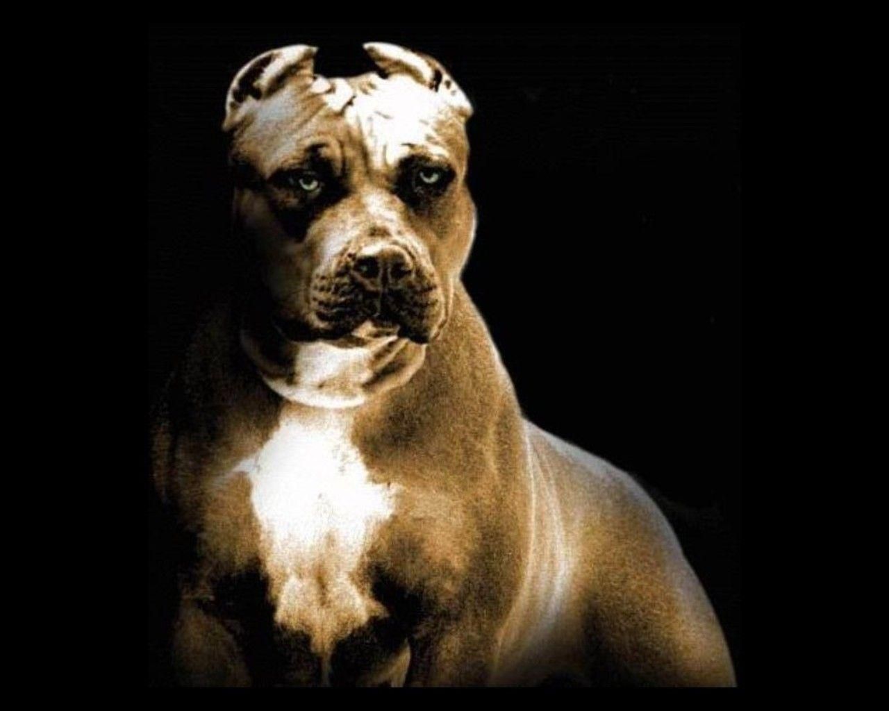 Strong Dogs Wallpapers - Wallpaper Cave