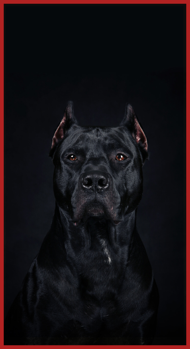 Strong Dogs Wallpapers - Wallpaper Cave