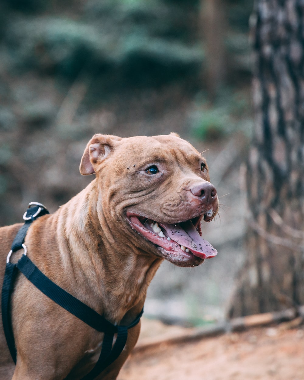 Strong Dogs Wallpapers - Wallpaper Cave