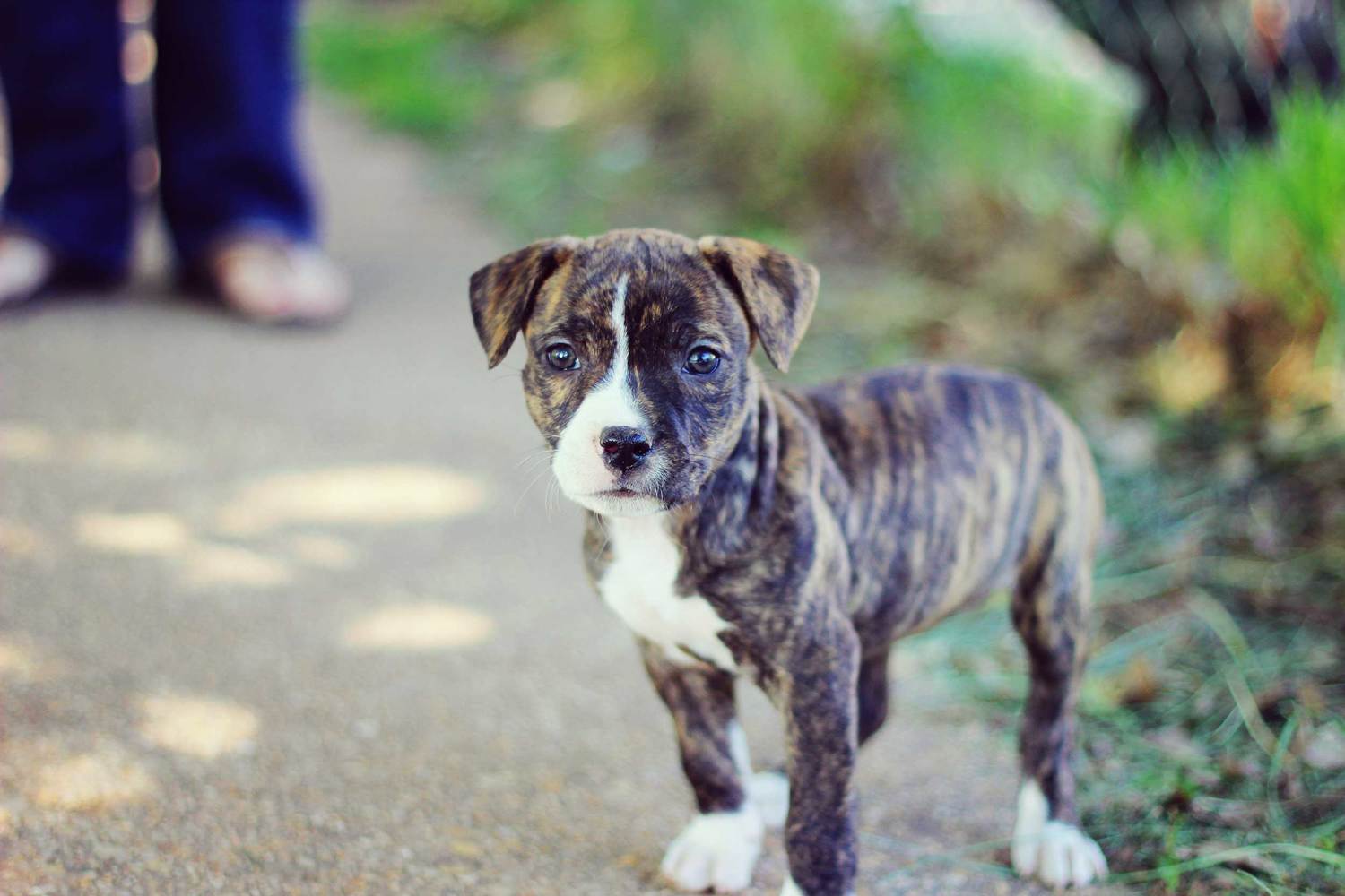 Strong Dogs Wallpapers - Wallpaper Cave