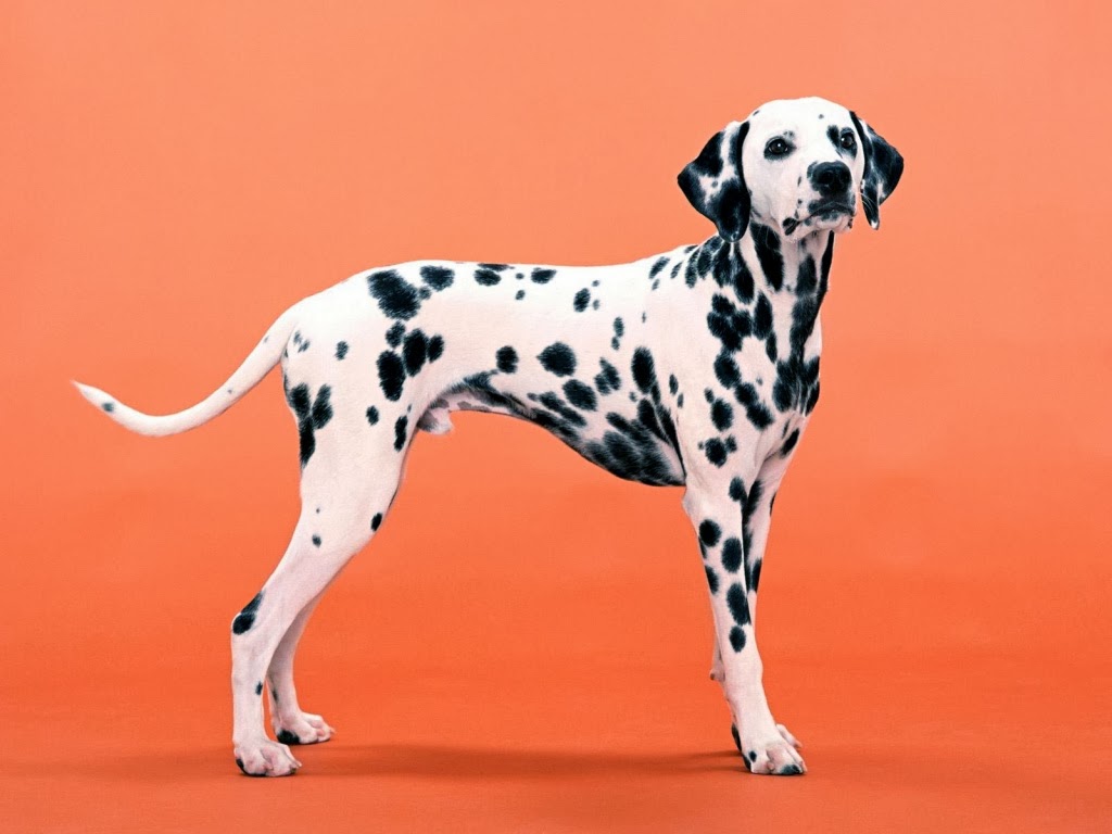 Strong Dogs Wallpapers - Wallpaper Cave