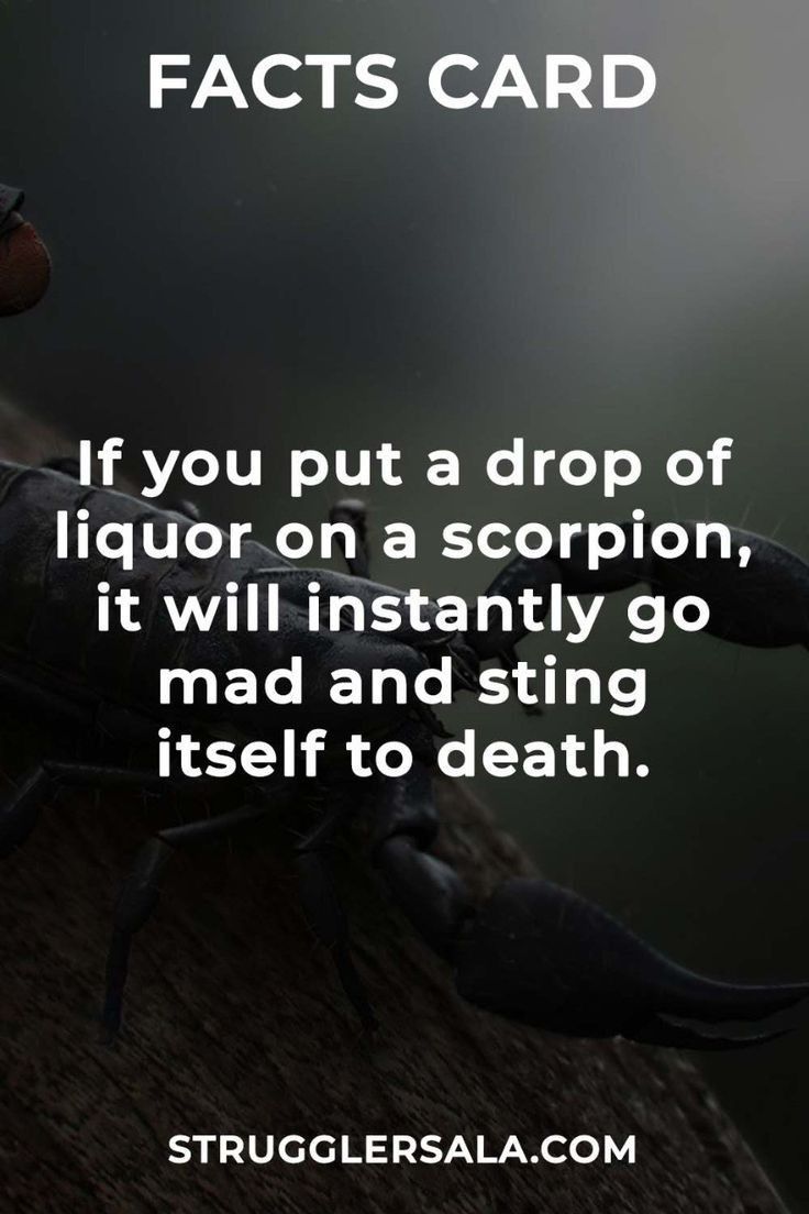 Fun Facts Wallpapers - Wallpaper Cave