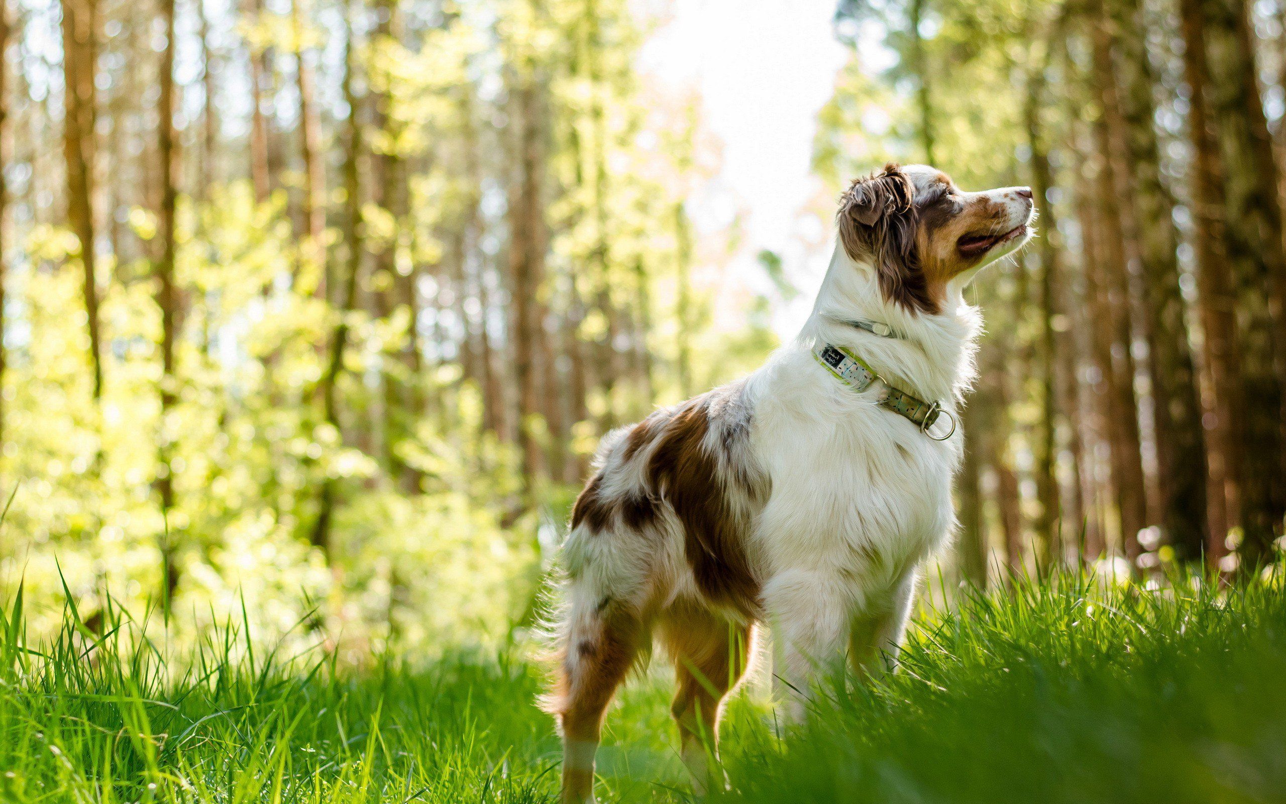 Blue Merle Wallpapers - Wallpaper Cave