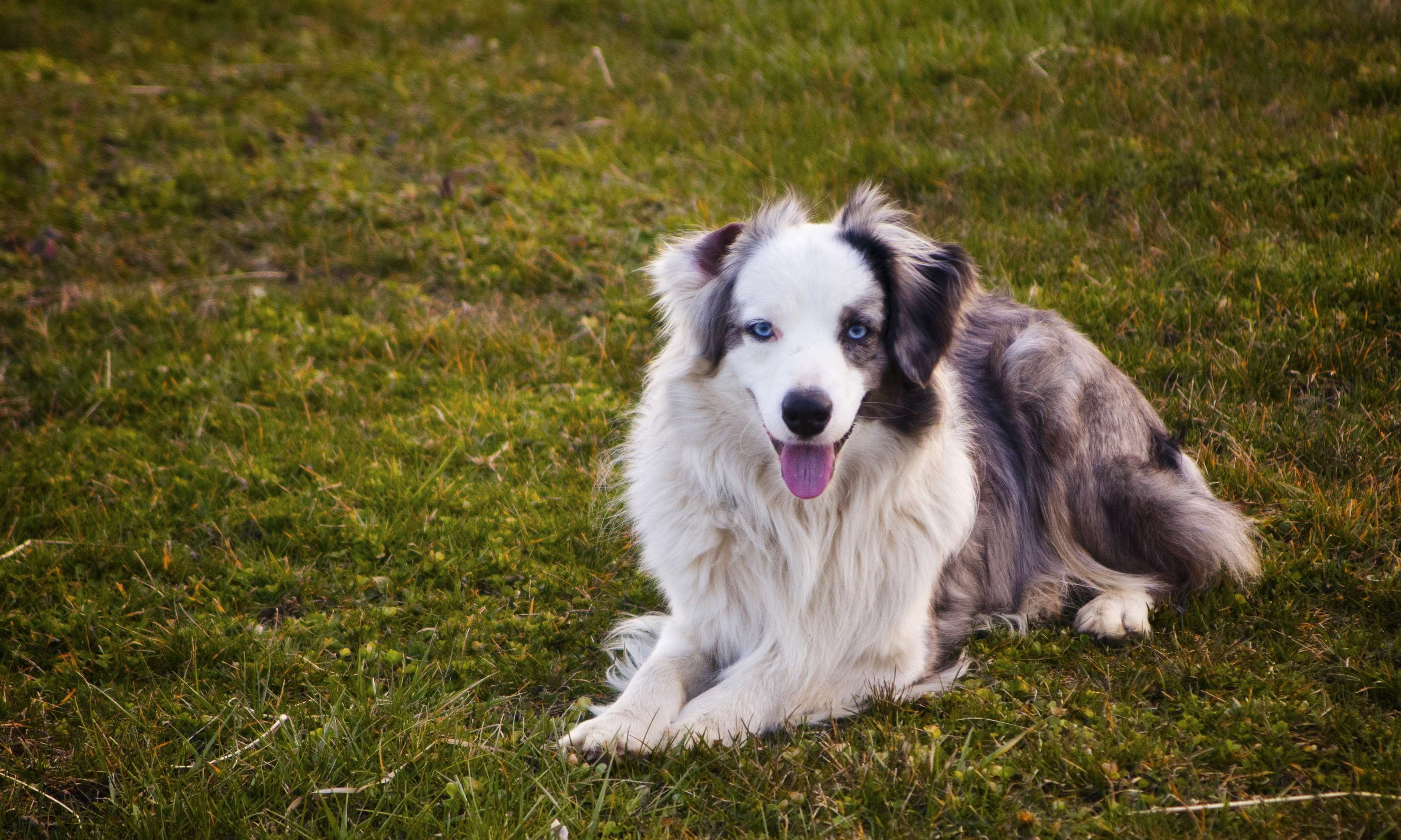 Blue Merle Wallpapers - Wallpaper Cave