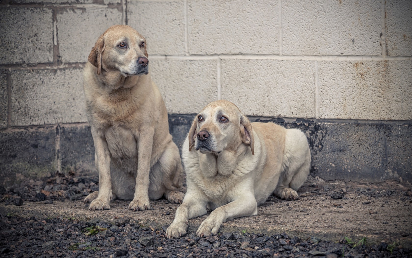 Street Dogs Wallpapers - Wallpaper Cave