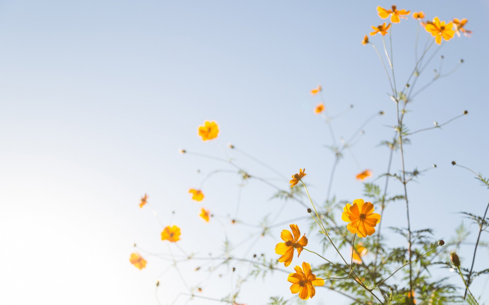 Autumn Wildflowers Wallpapers - Wallpaper Cave