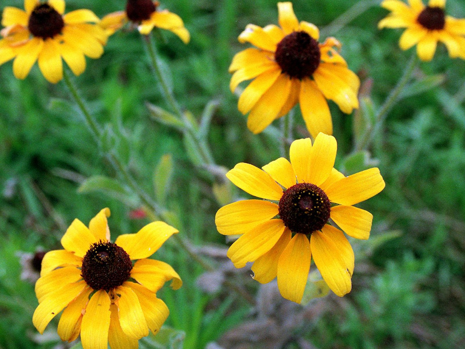 Autumn Wildflowers Wallpapers - Wallpaper Cave