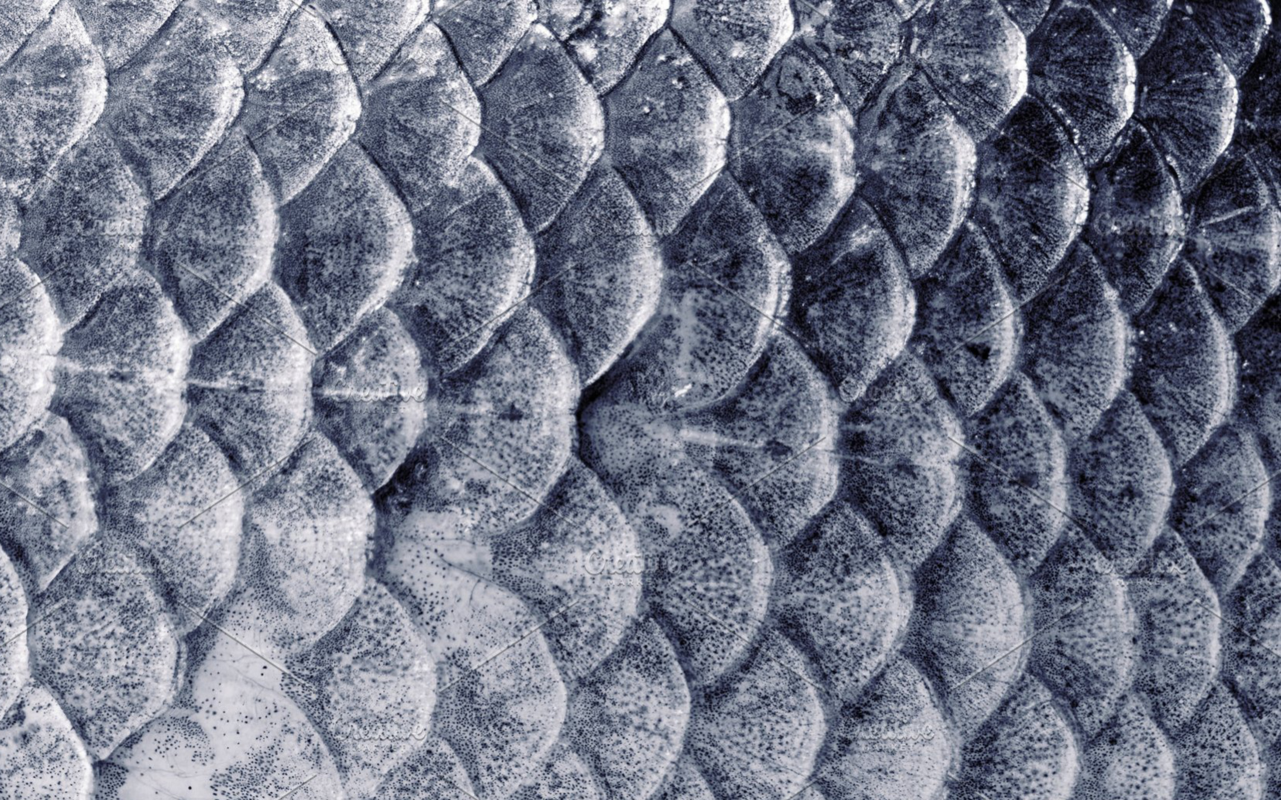 Fish Scales Wallpapers Wallpaper Cave