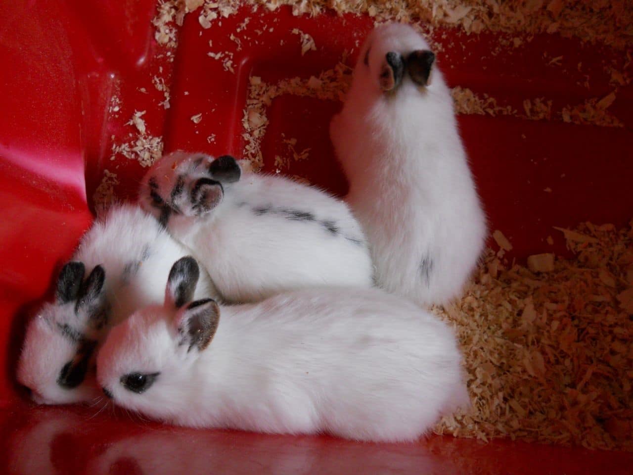 Netherland Dwarf Rabbit Wallpapers - Wallpaper Cave