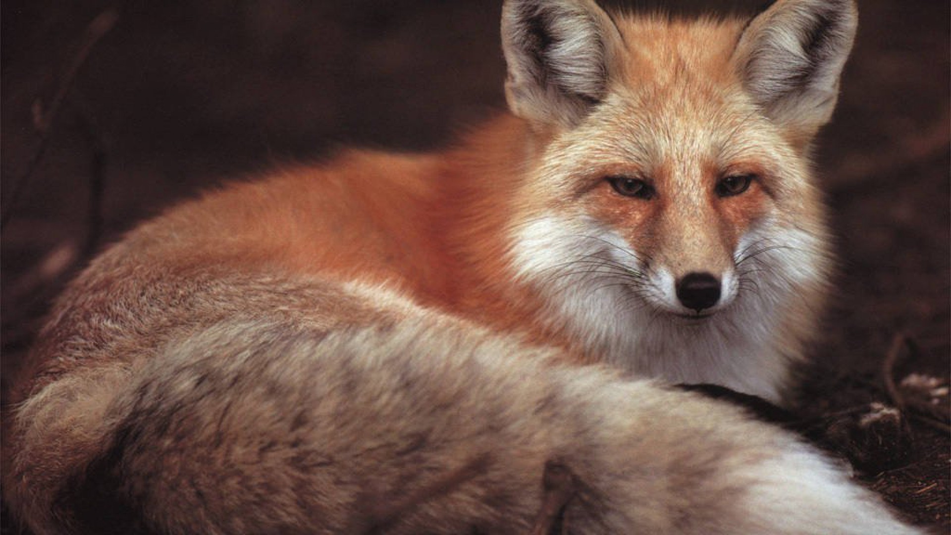 Fox Drawing Wallpapers - Wallpaper Cave