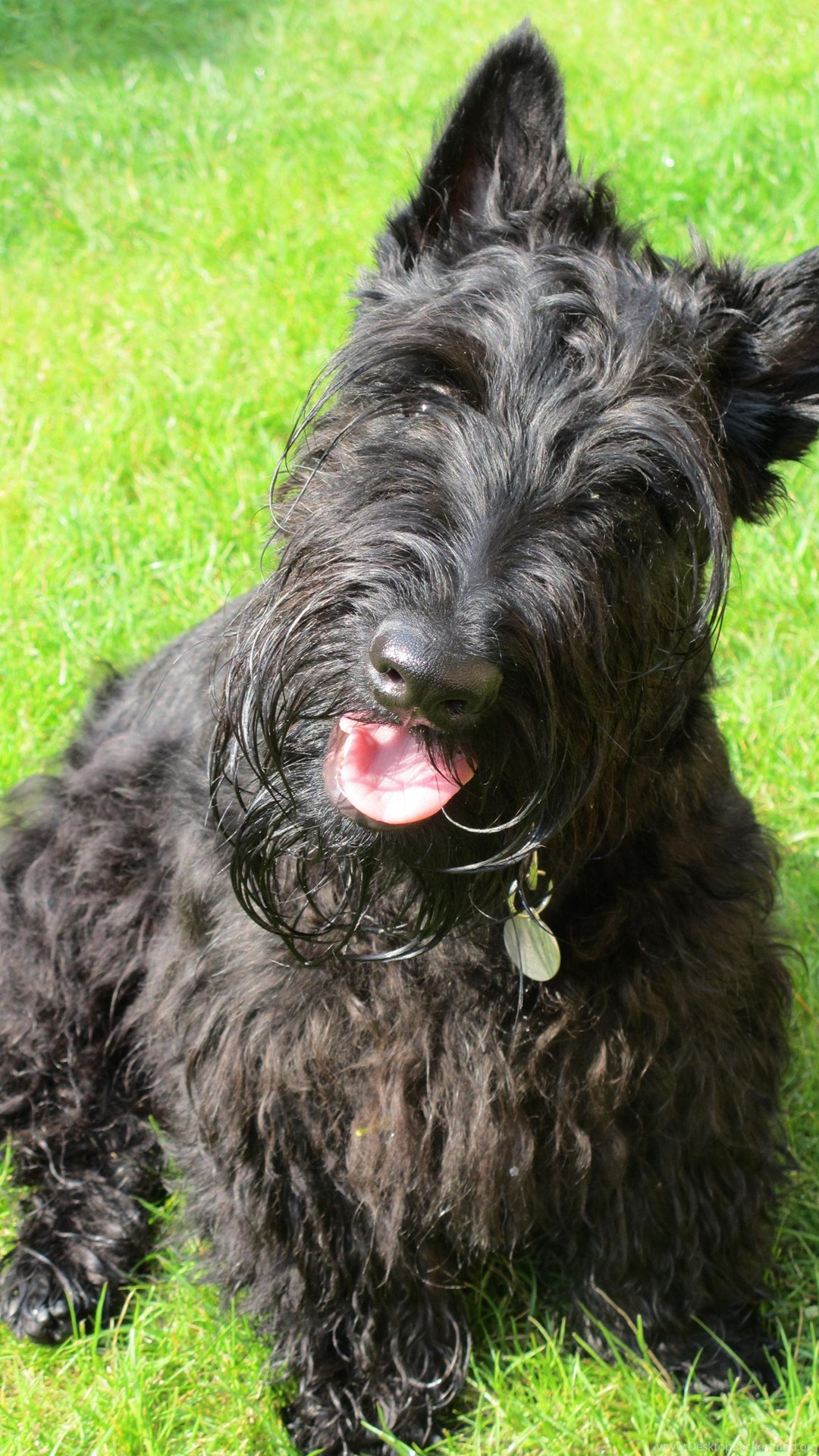 Scottish Terrier Wallpapers - Wallpaper Cave