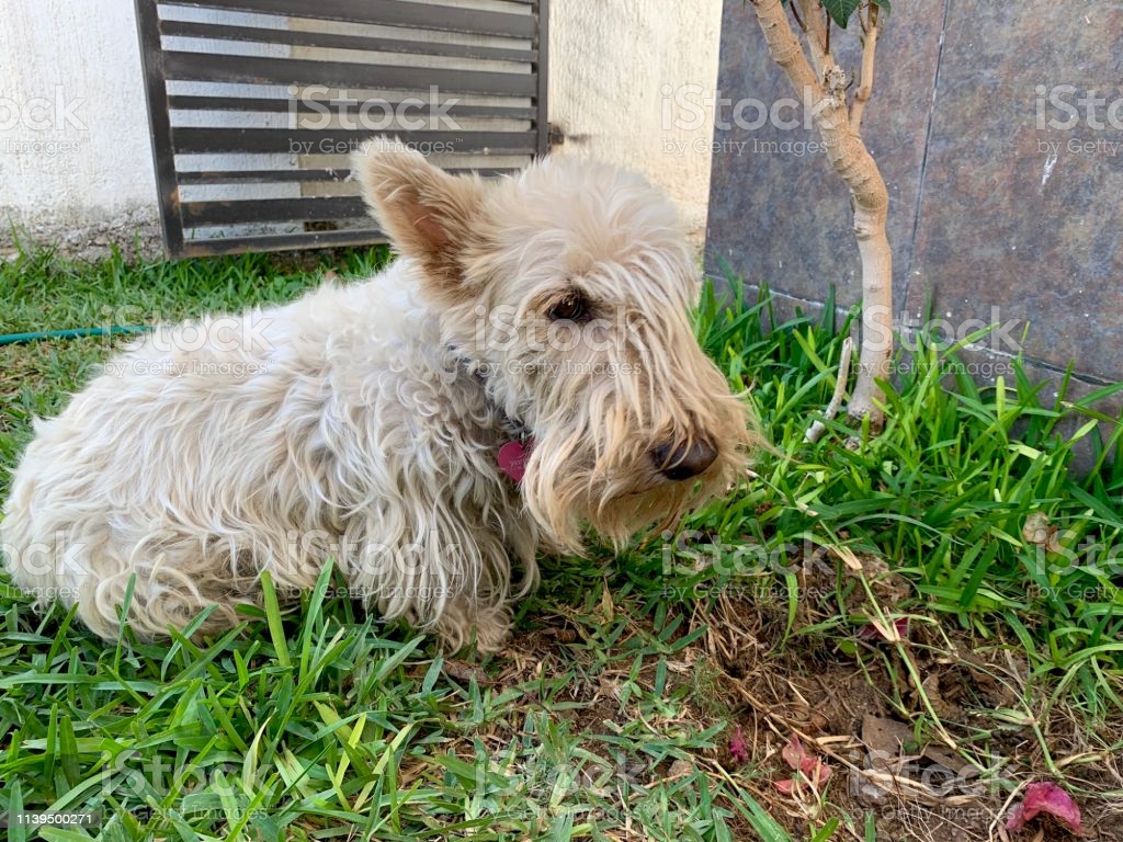 Scottish Terrier Wallpapers - Wallpaper Cave