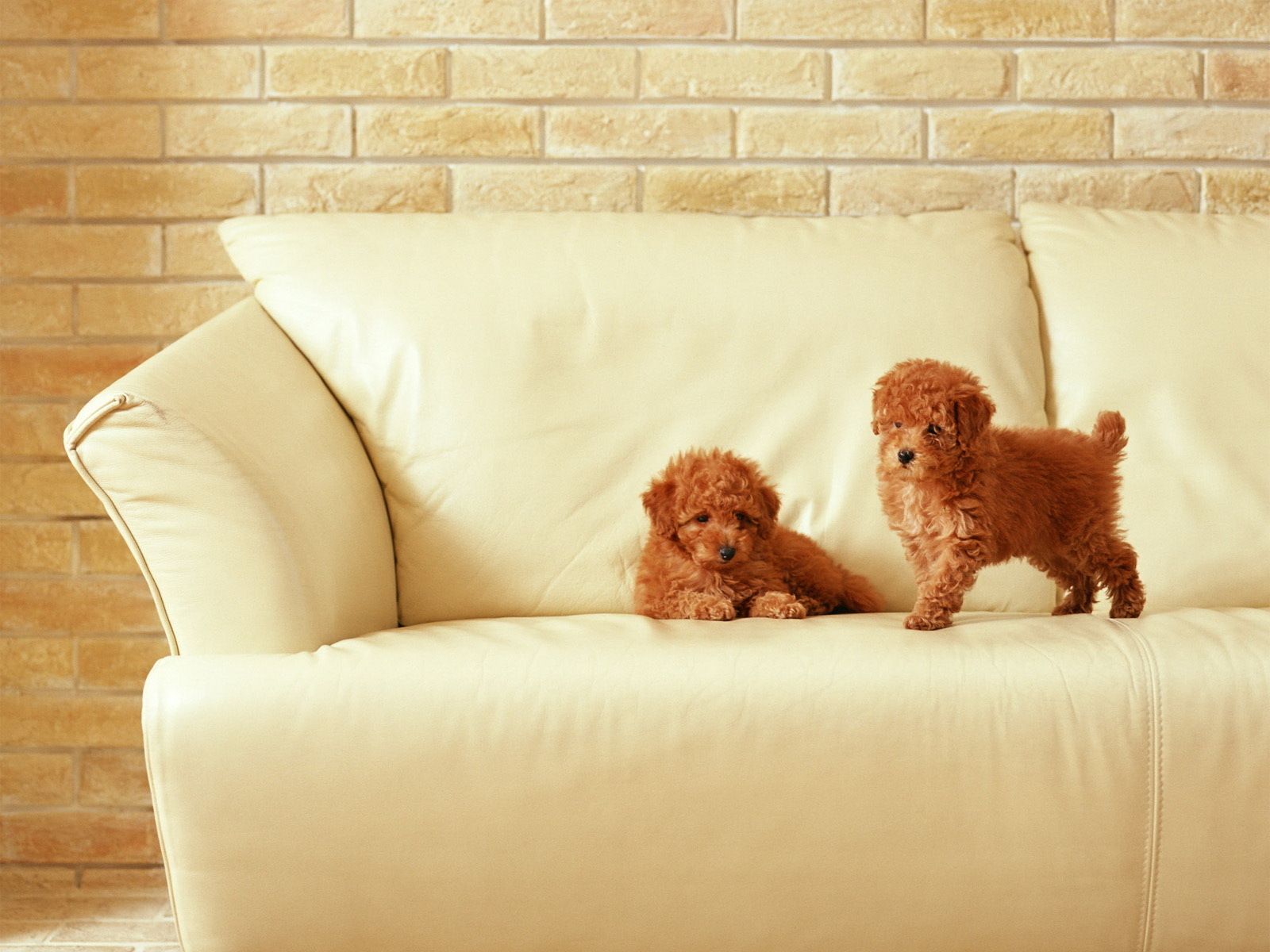 Poodle Dog Wallpapers - Wallpaper Cave