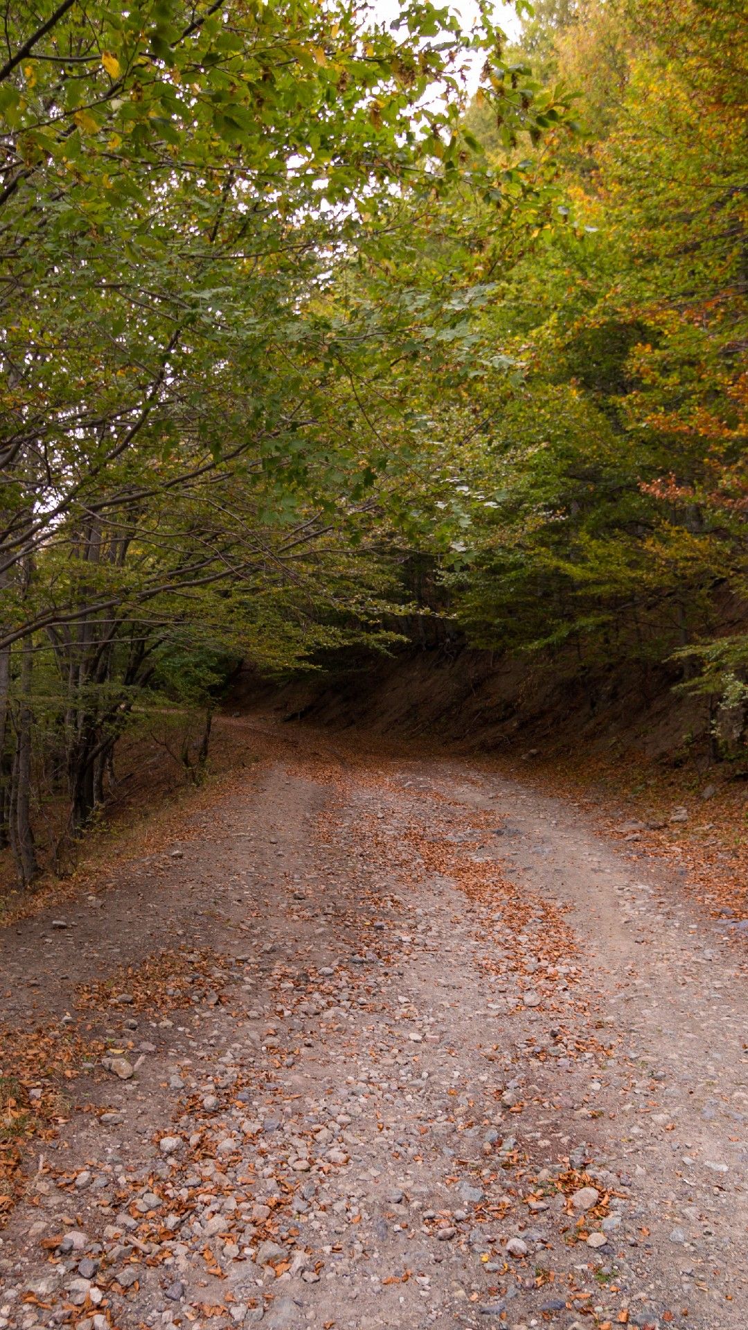 Jungle Road Wallpapers - Wallpaper Cave