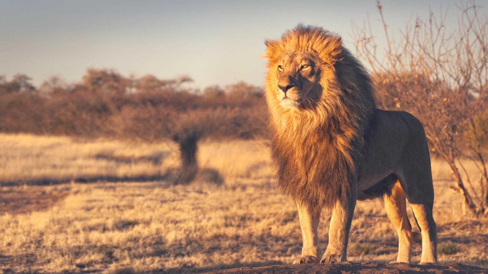 Real Lion Wallpapers - Wallpaper Cave