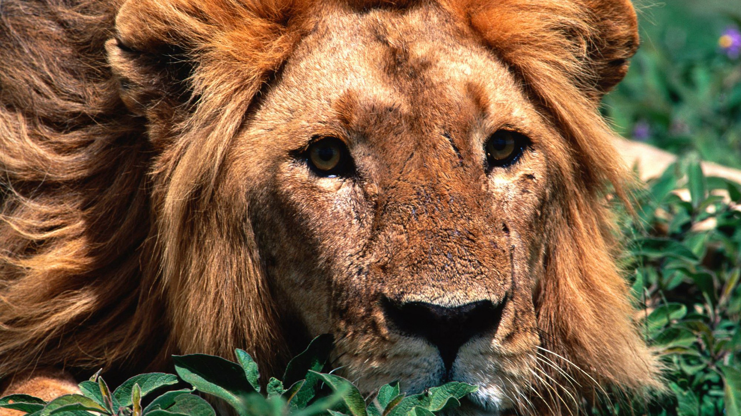 Real Lion Wallpapers - Wallpaper Cave