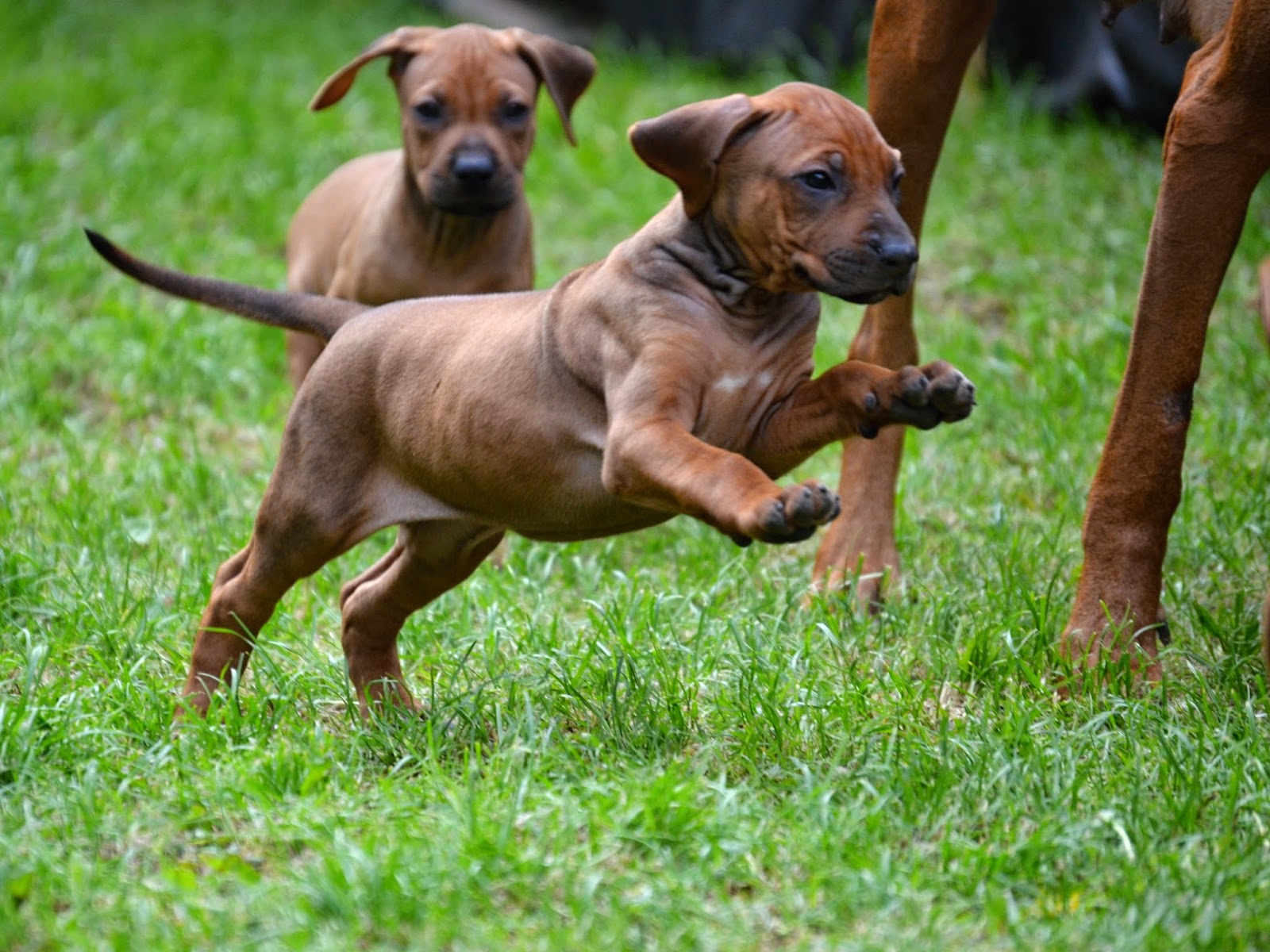 Ridgeback Dog Wallpapers - Wallpaper Cave