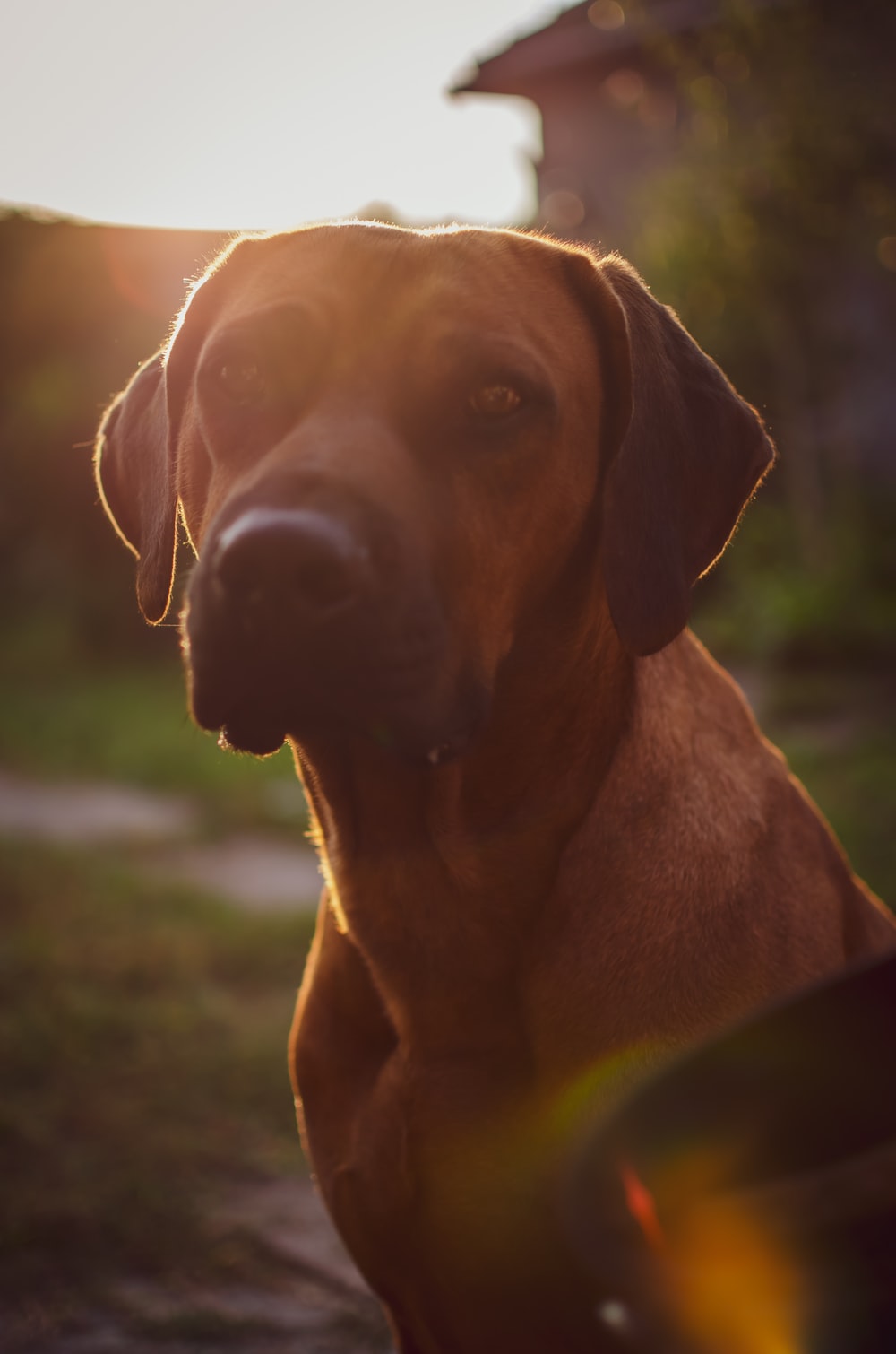 Ridgeback Dog Wallpapers - Wallpaper Cave