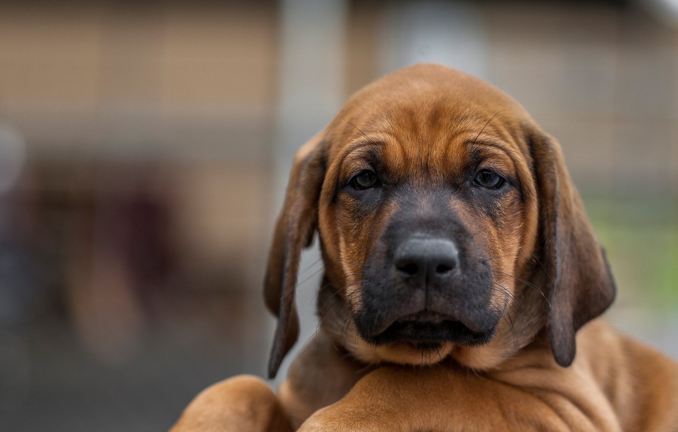 Ridgeback Dog Wallpapers - Wallpaper Cave