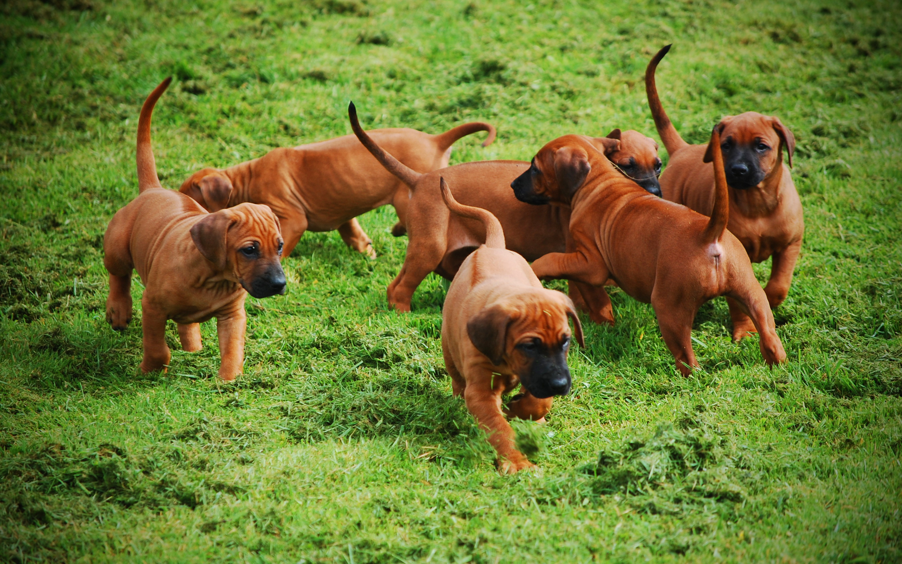 Ridgeback Dog Wallpapers - Wallpaper Cave